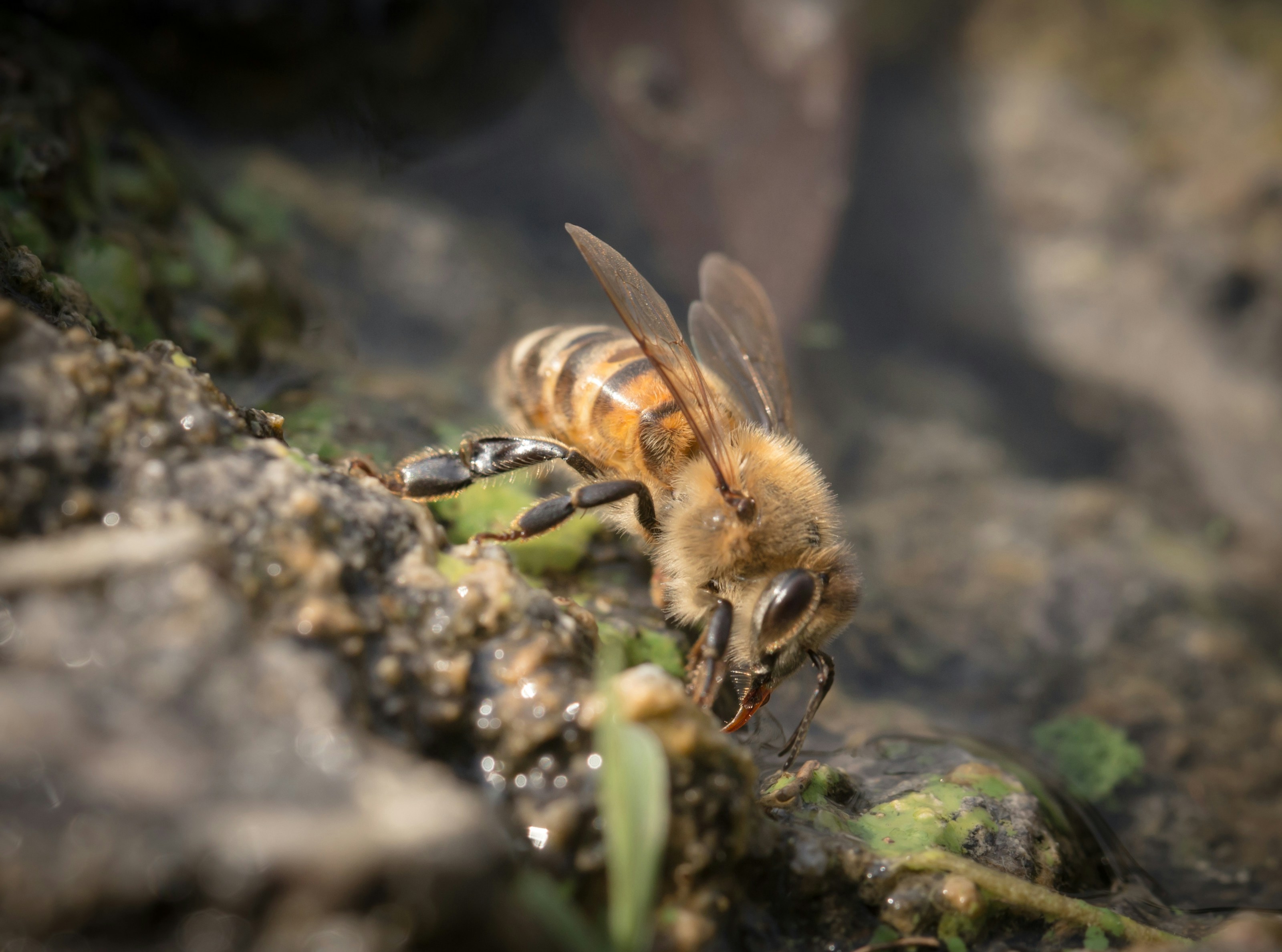 a close up of a bee on the ground