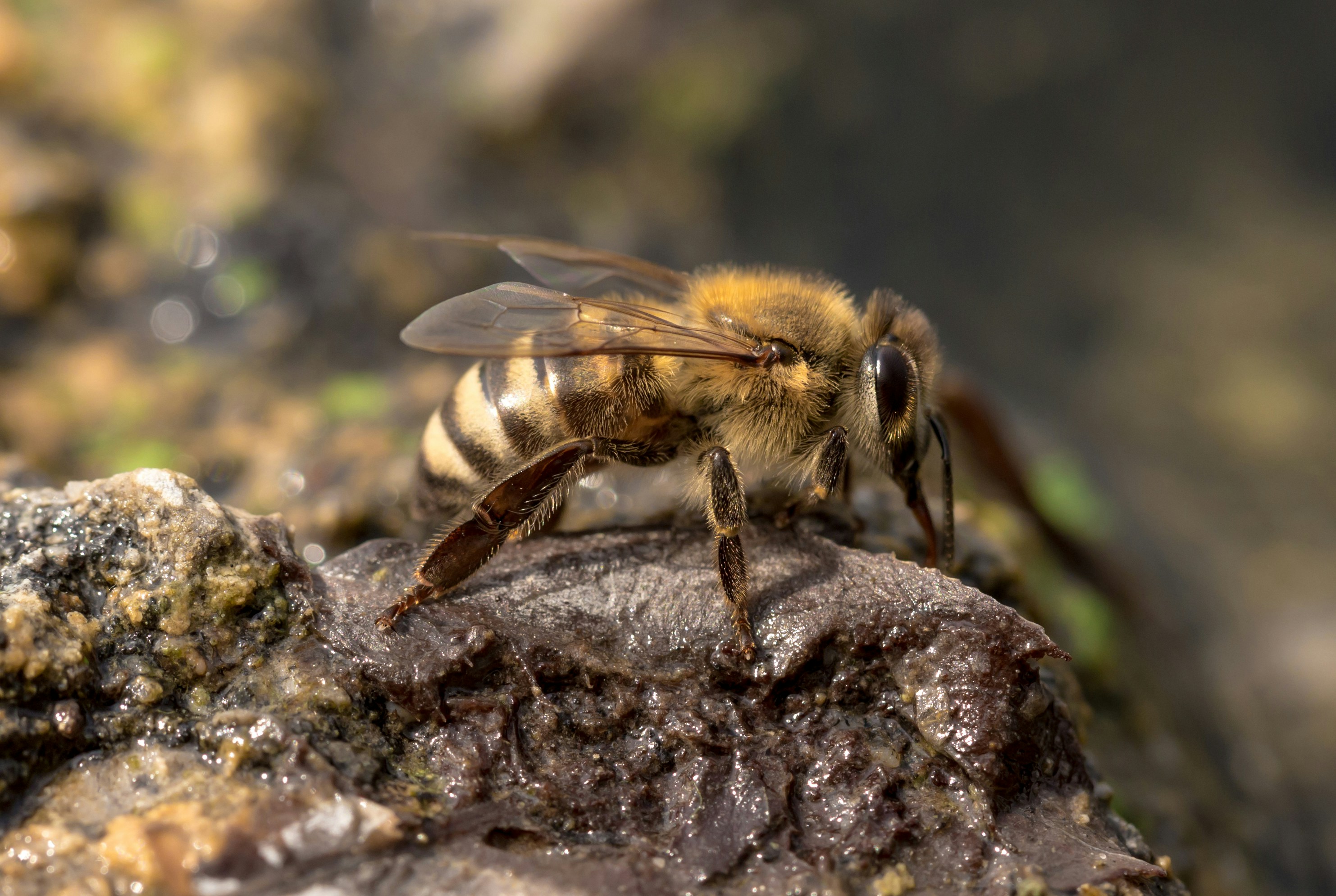 Close-up of a bee perched on a textured surface, showcasing its intricate details and natural habitat.