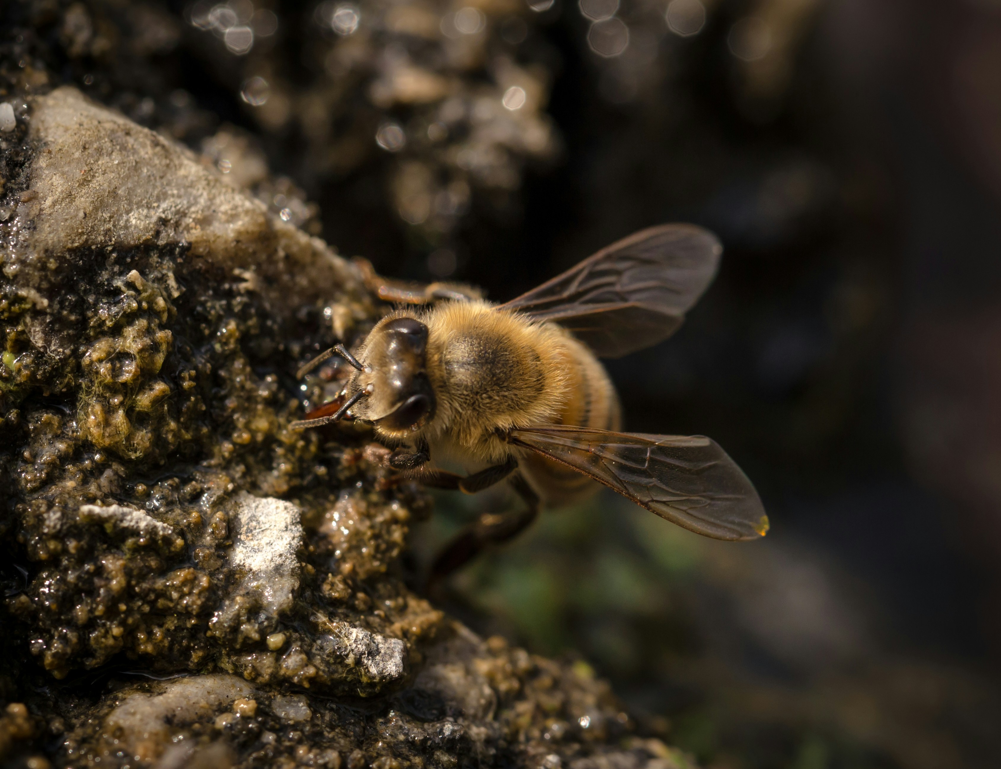 Bees at the Rock: A Golden Hover Near the Crag