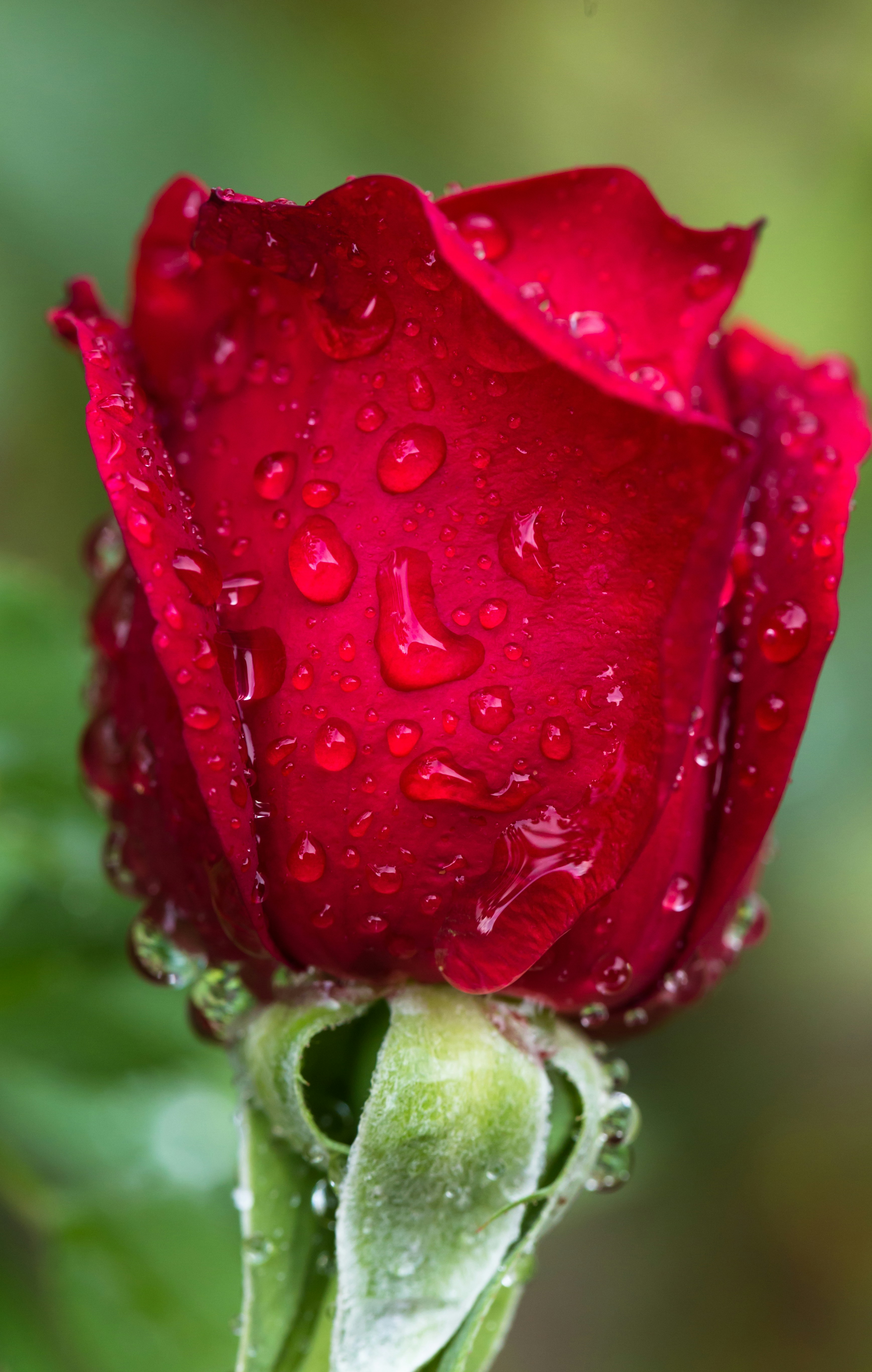 Single Red Rose With Water Drops