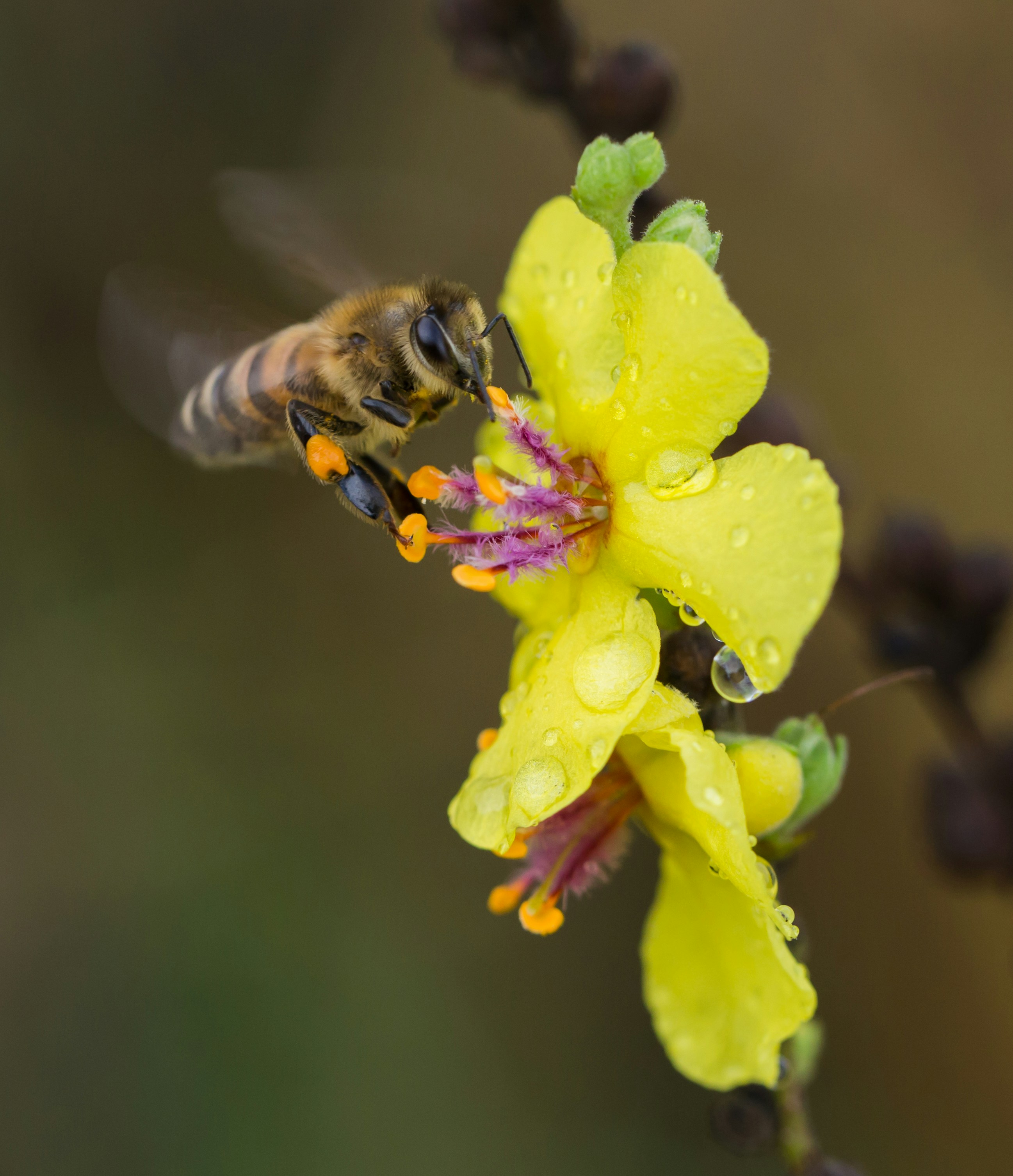 A close up of a flower with a bee on it photo – Free Bee Image on Unsplash