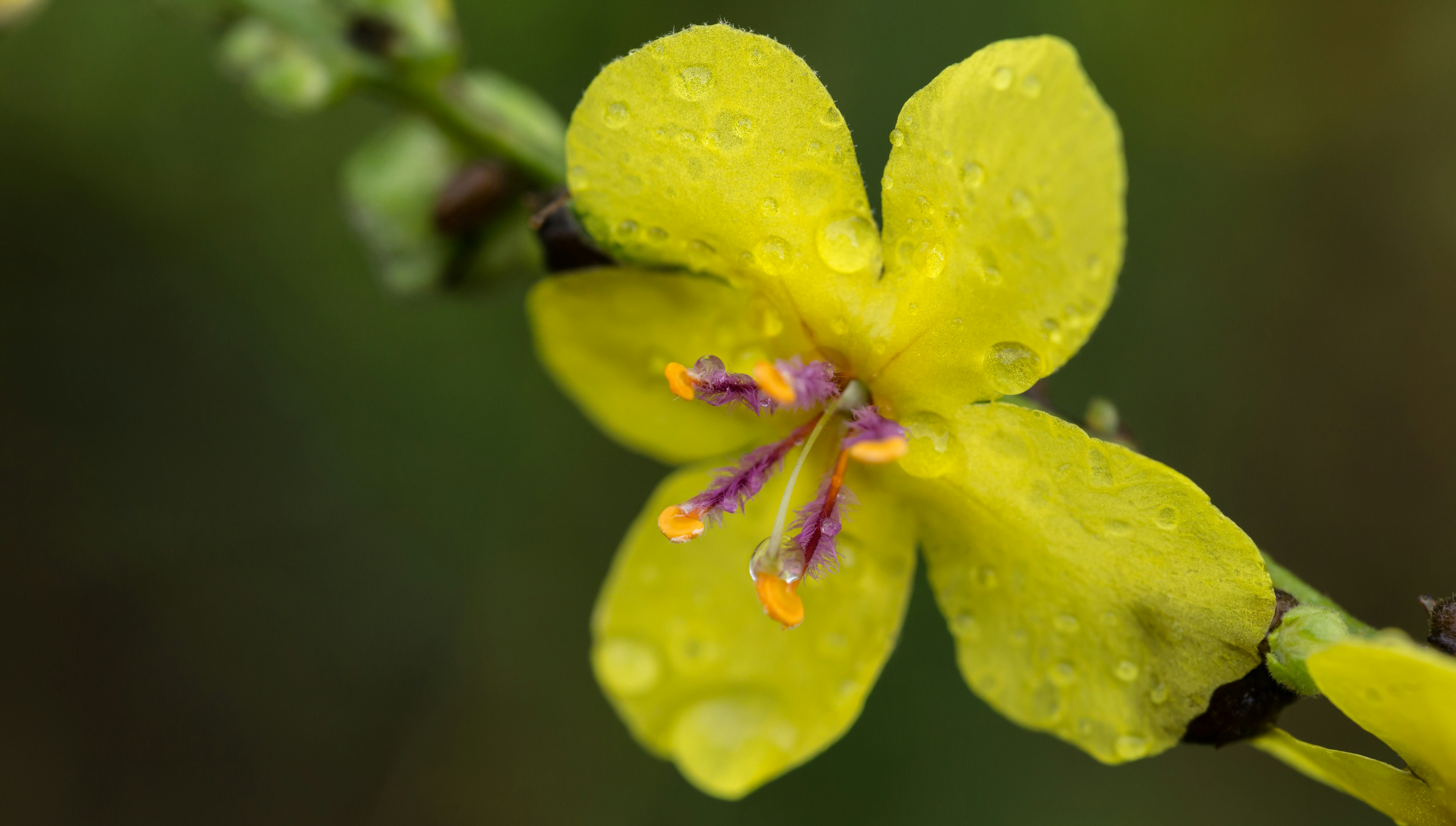 Golden Orchid Dew: Close-Up of a Yellow Flower in Soft Focus