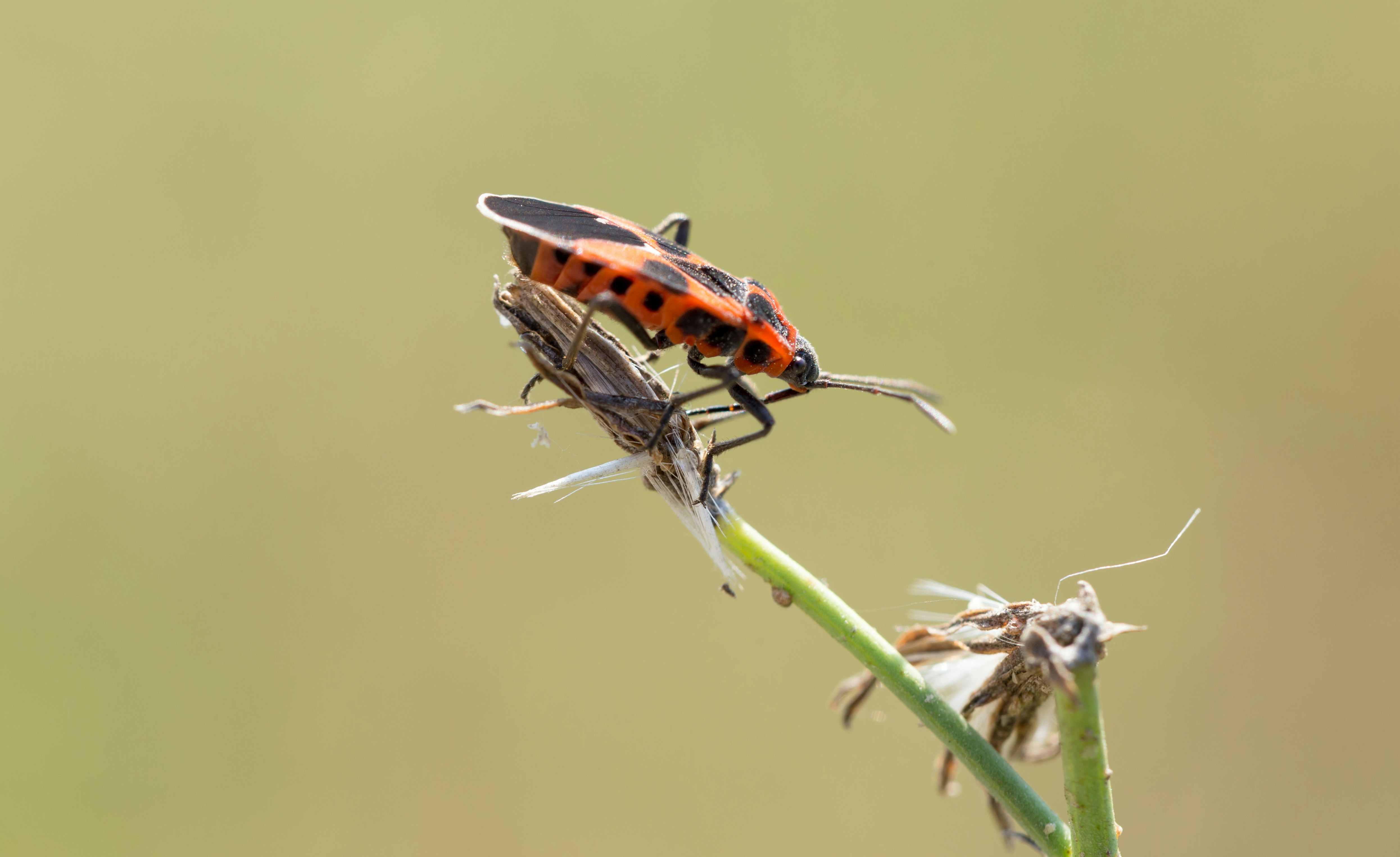 a red and black bug sitting on top of a plant