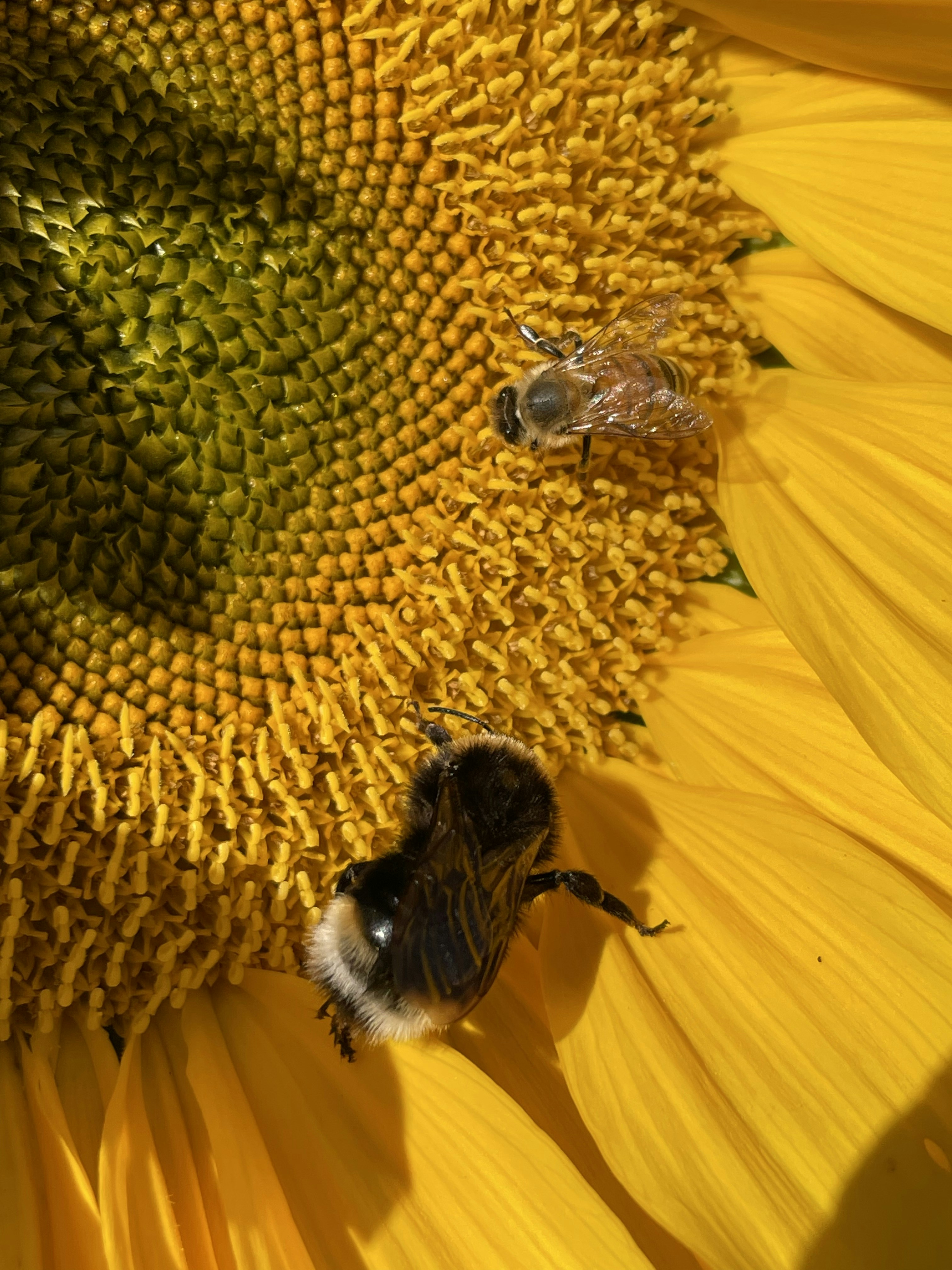 Una flor que está acostada en una cama foto – Imagen de Animal gratuita ...