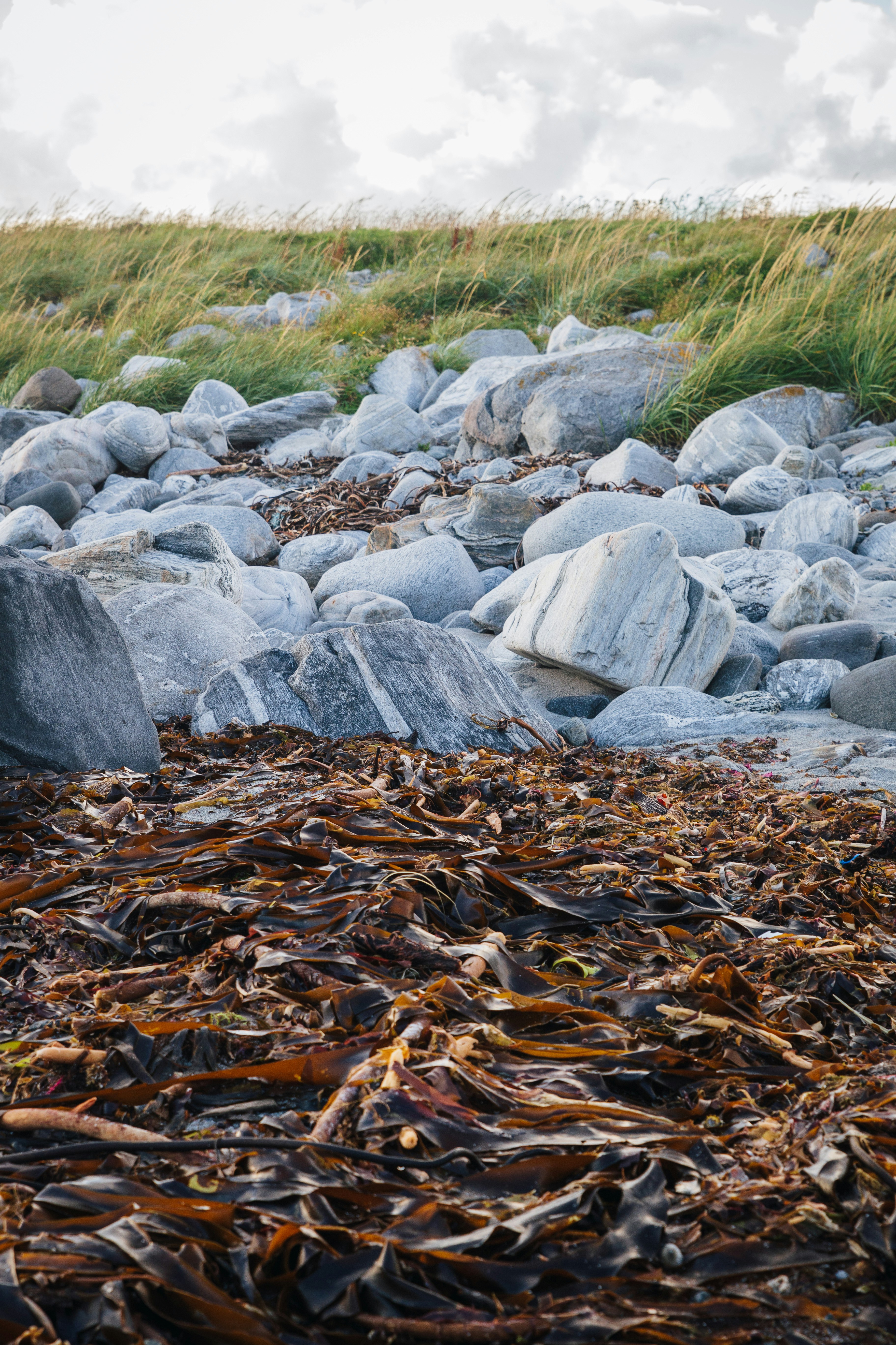 Brown seaweed sprawls across rocky shoreline, framed by lush green grass and a cloudy sky above.