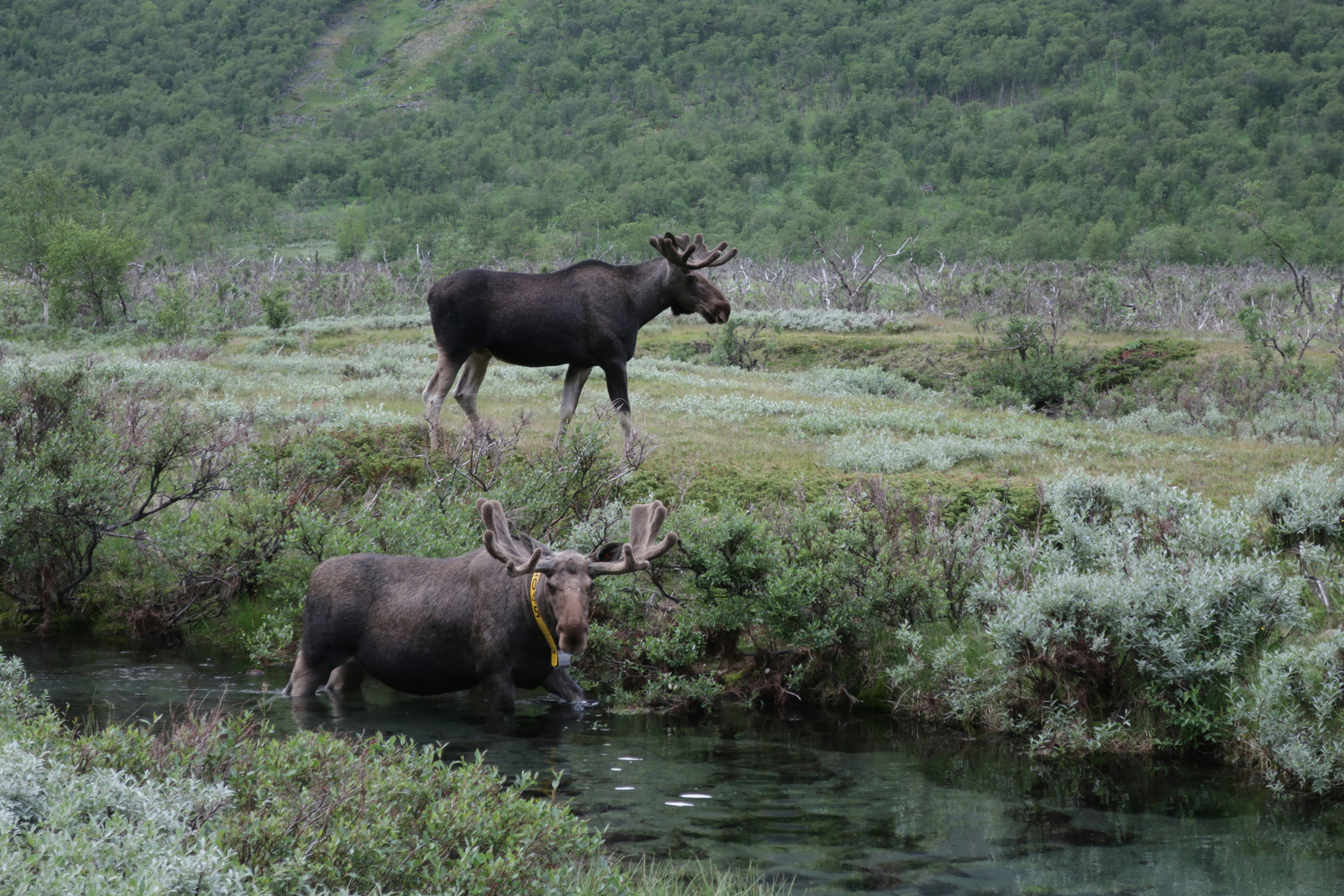 Two moose stand at a mossy riverbank in a tundra-like landscape, one wading in the water and the other grazing nearby.