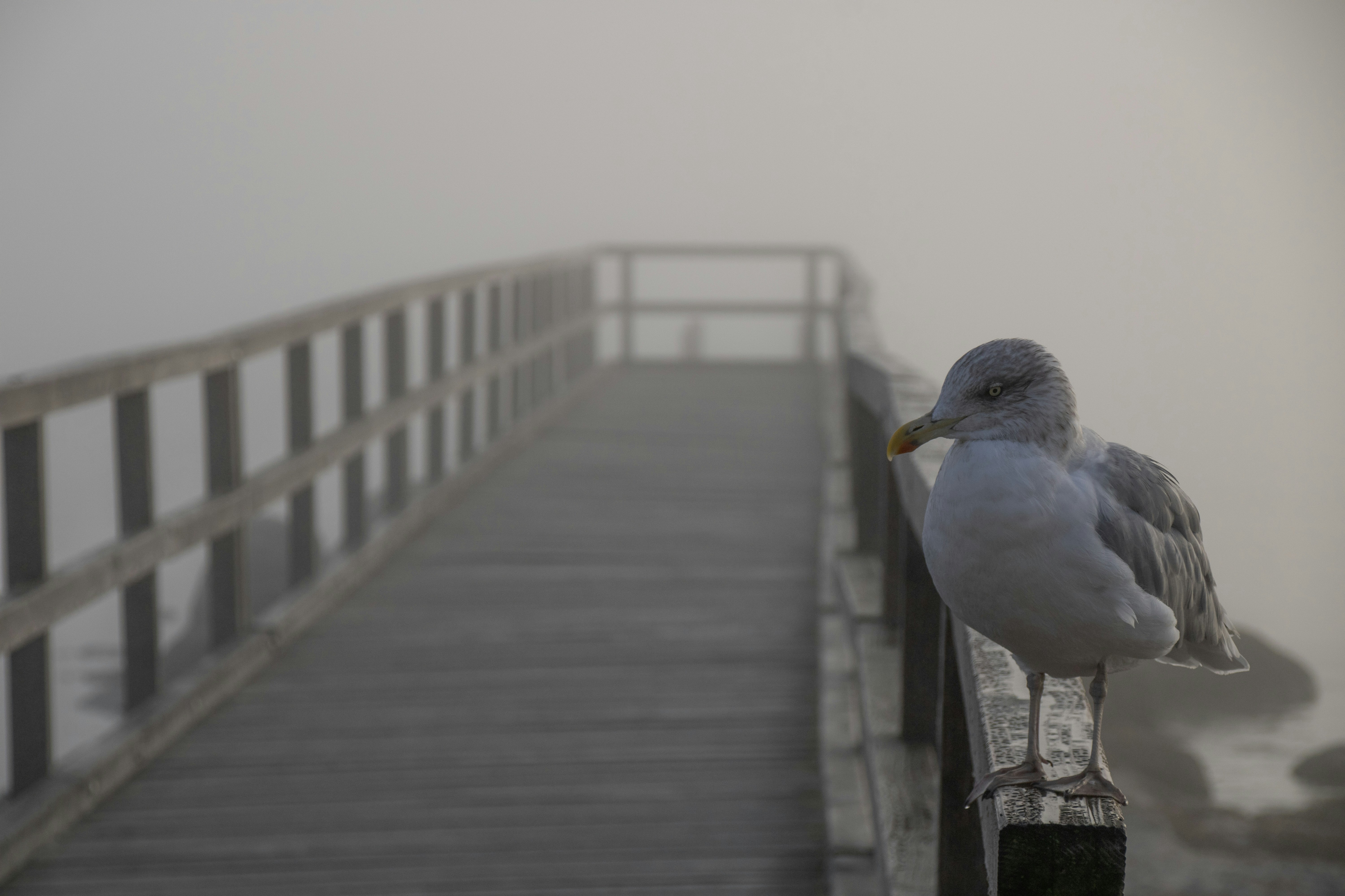 Mist-Soaked Pier: A Seagull's Quiet Watch