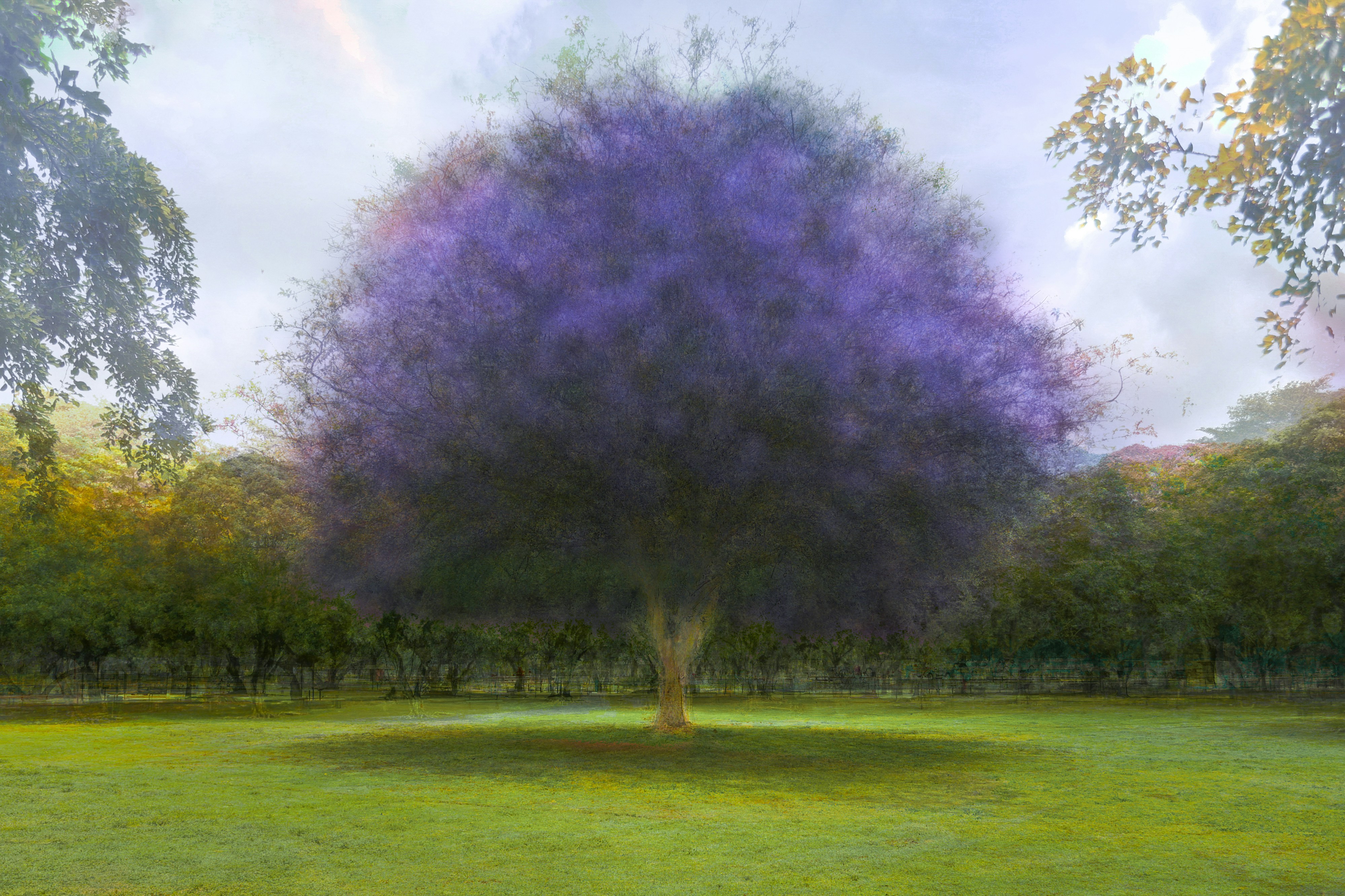 The Violet Canopy: A Lone Park Tree in Sunlit Silence