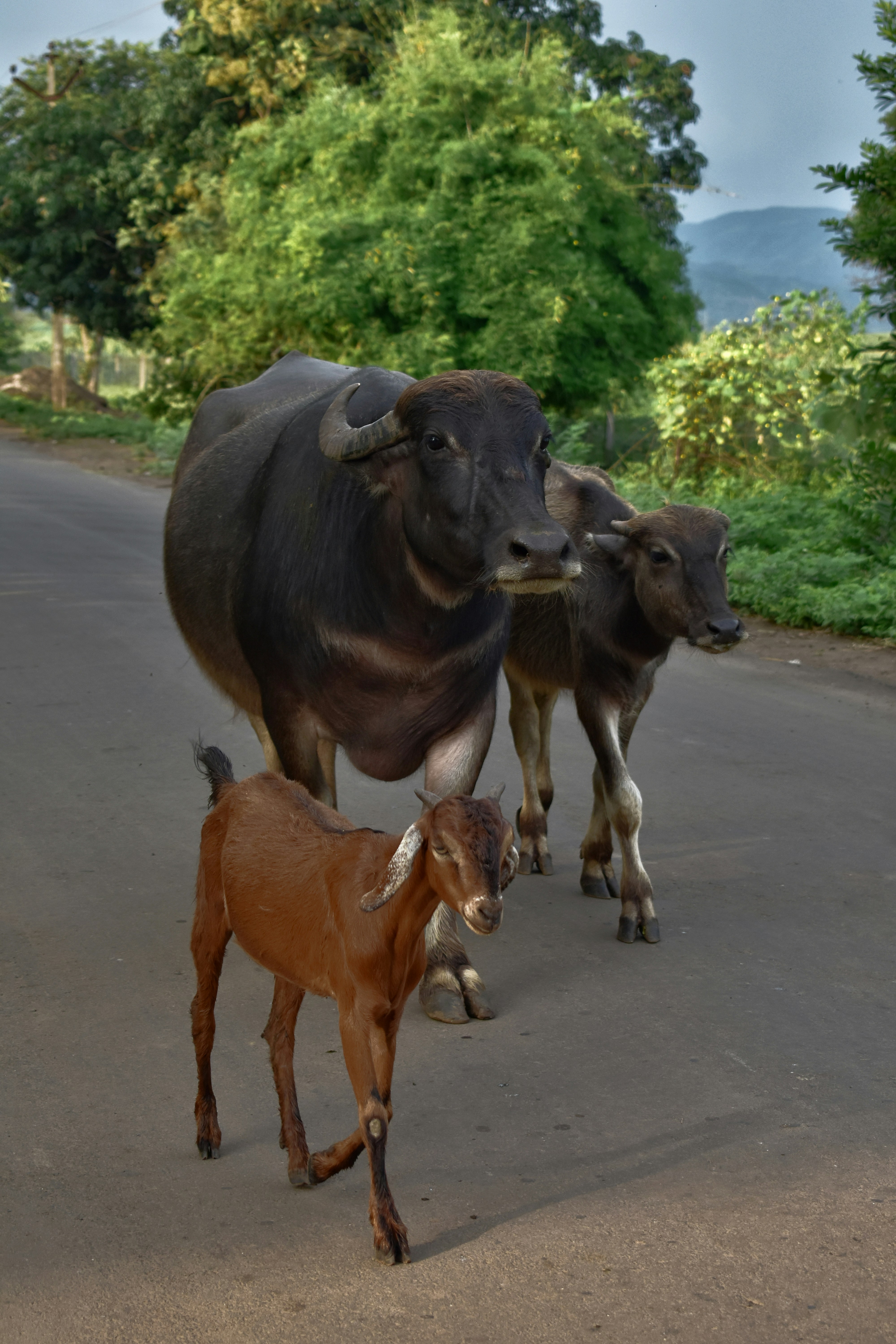 A buffalo and its calf walk alongside a young goat on a quiet rural road, surrounded by lush greenery. The scene captures the essence of pastoral life.