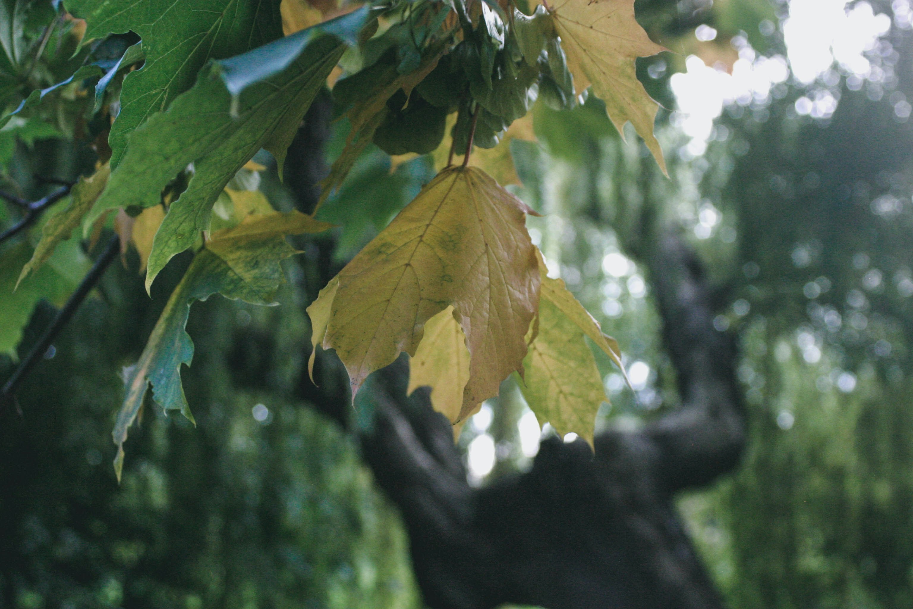Close-up of vibrant autumn leaves with a blurred tree trunk in the background, showcasing the seasonal shift.
