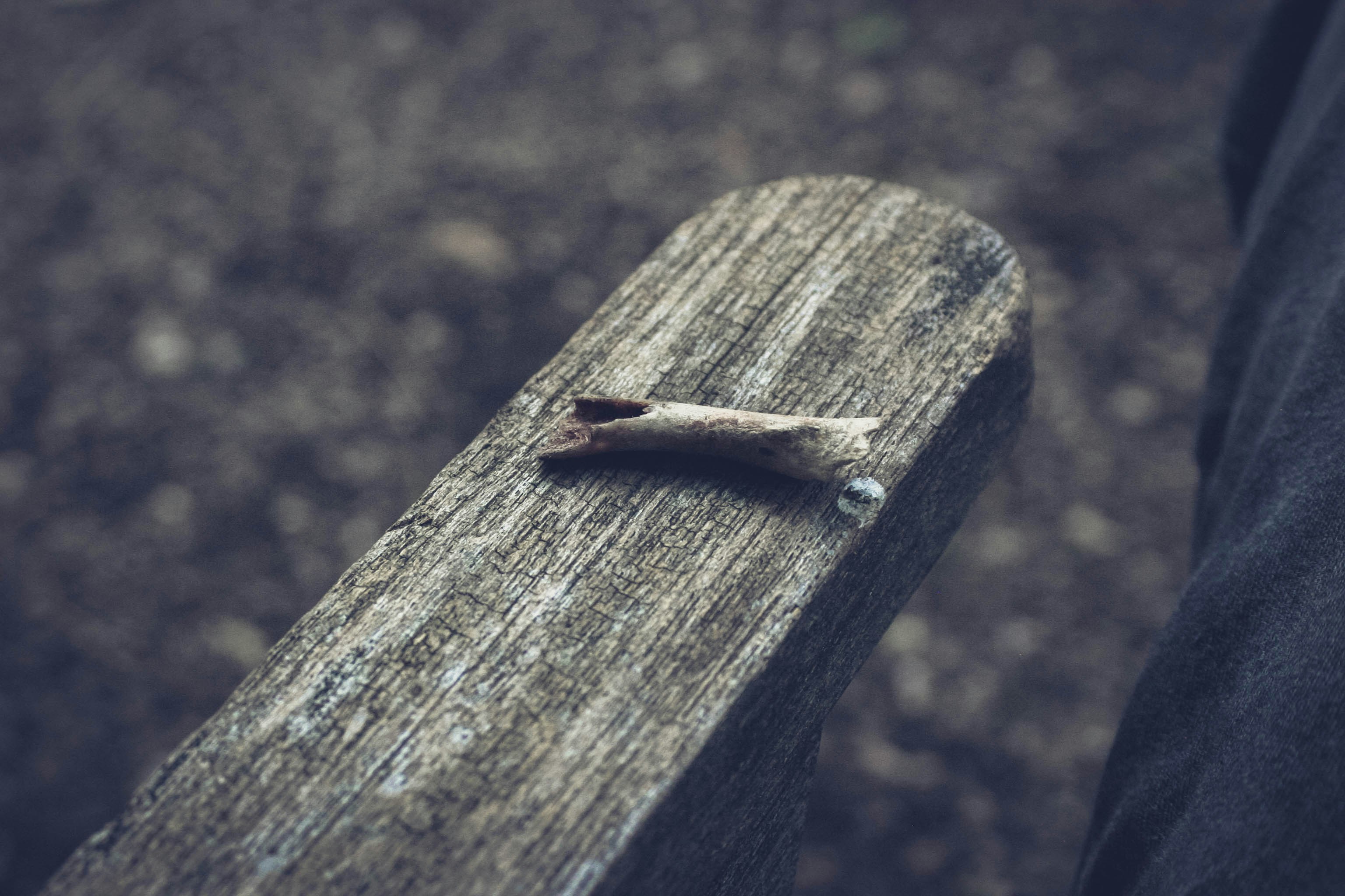 Solitary Twig Perched on a Weathered Park Rail