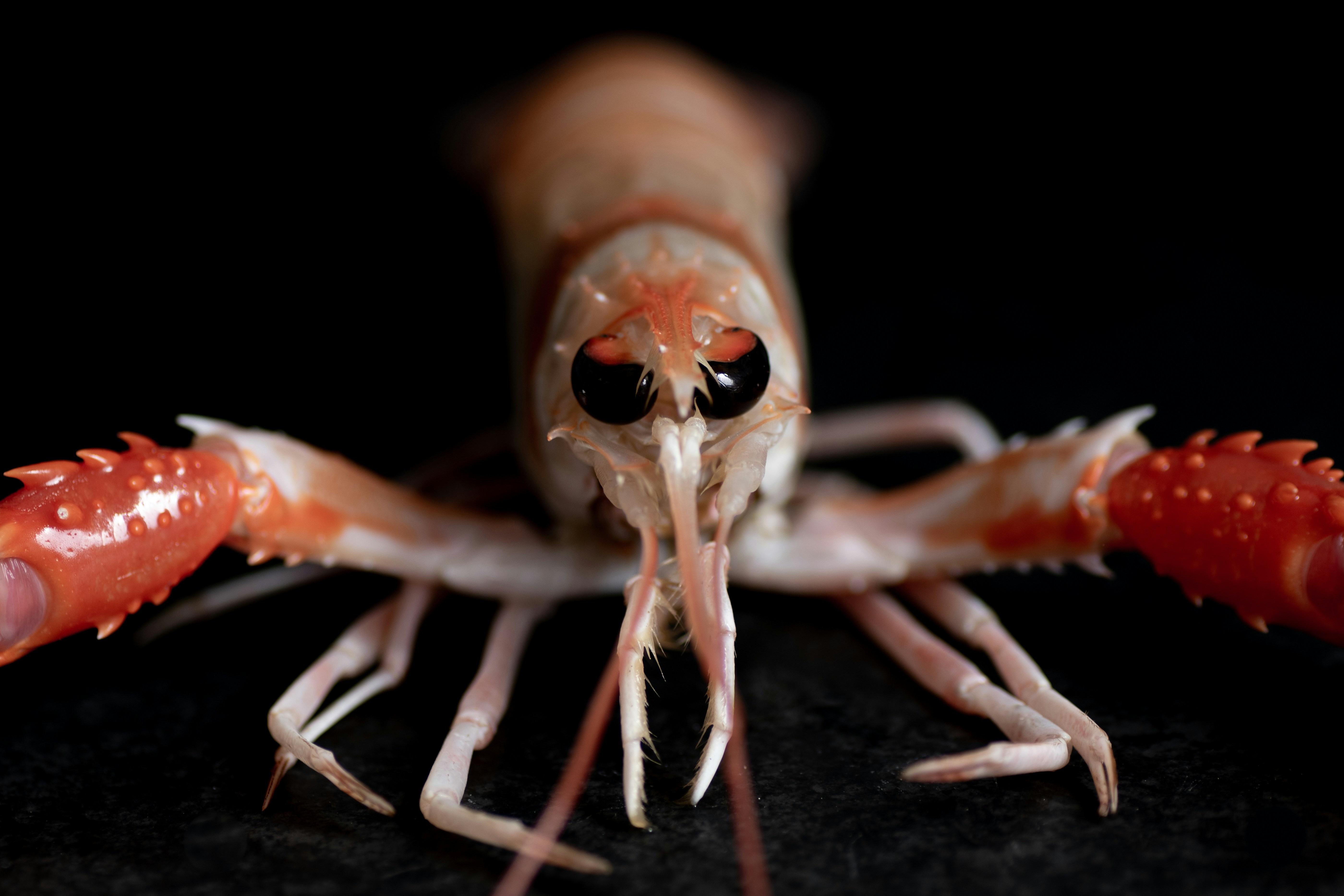 Crimson-Front Macro: A Shrimp's Gaze on Velvet Black