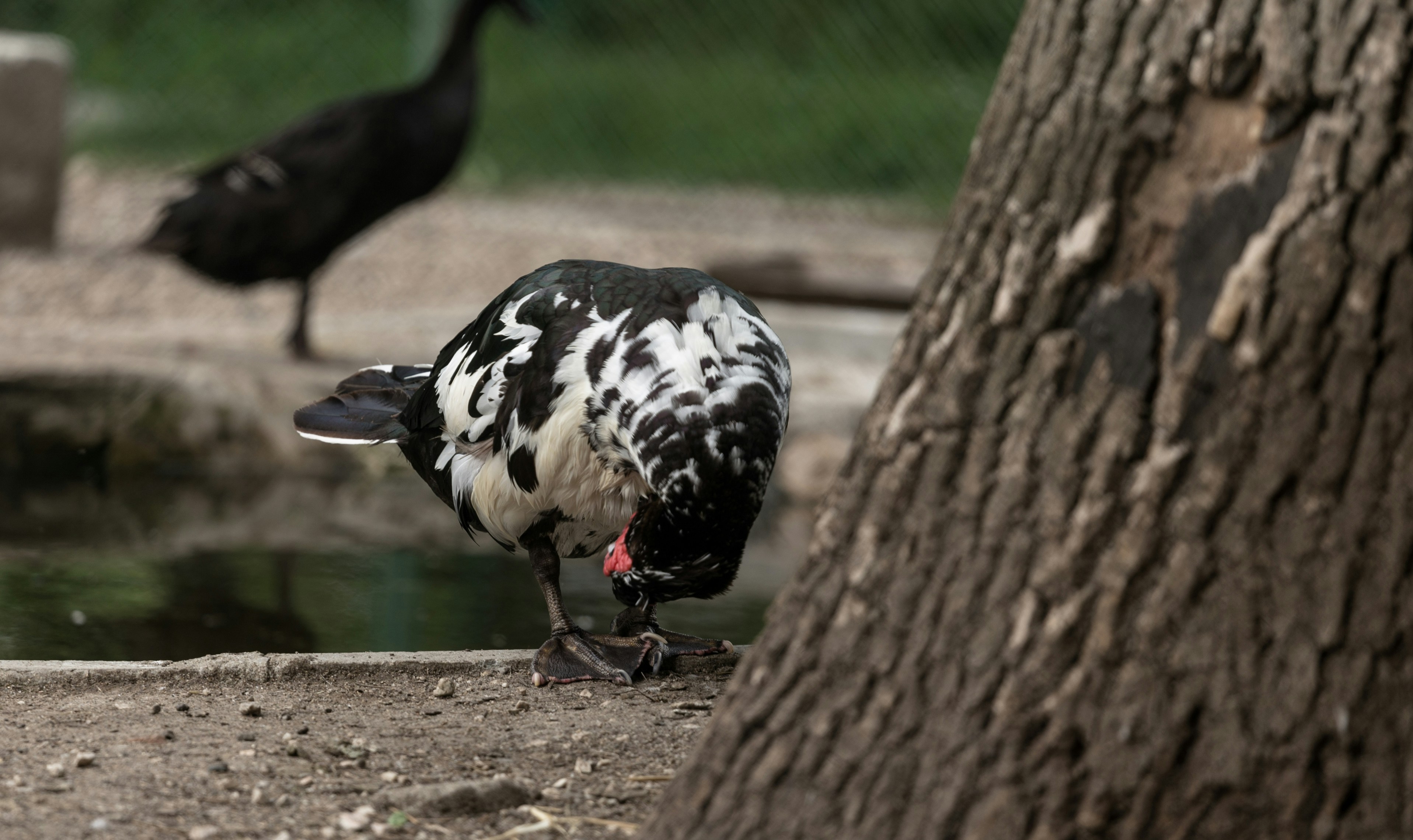Pied Forager by the Pond: Black-and-White Feathers in Dappled Light