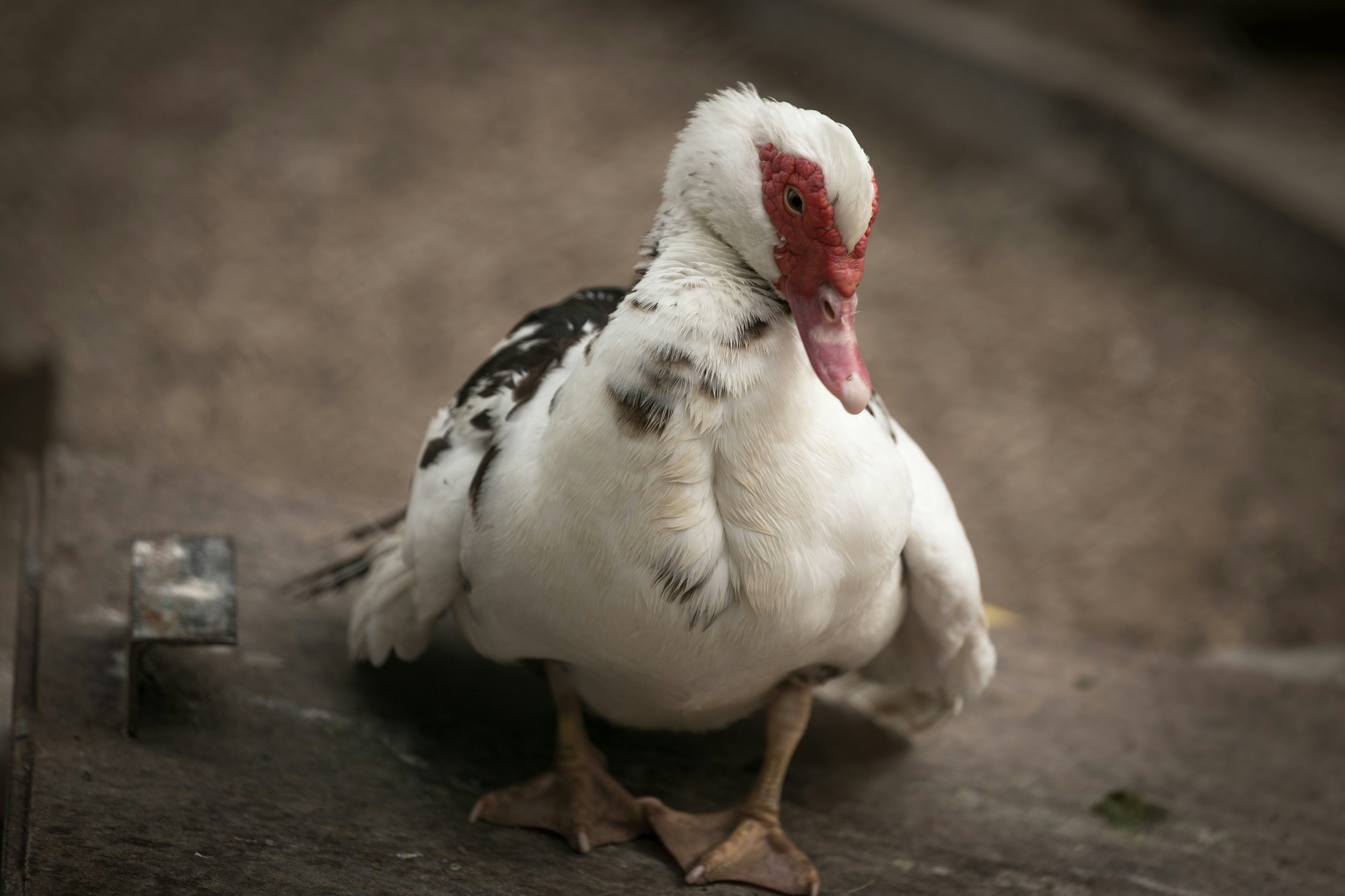 Curious White Duck with Red Facial Mask on a Weathered Path