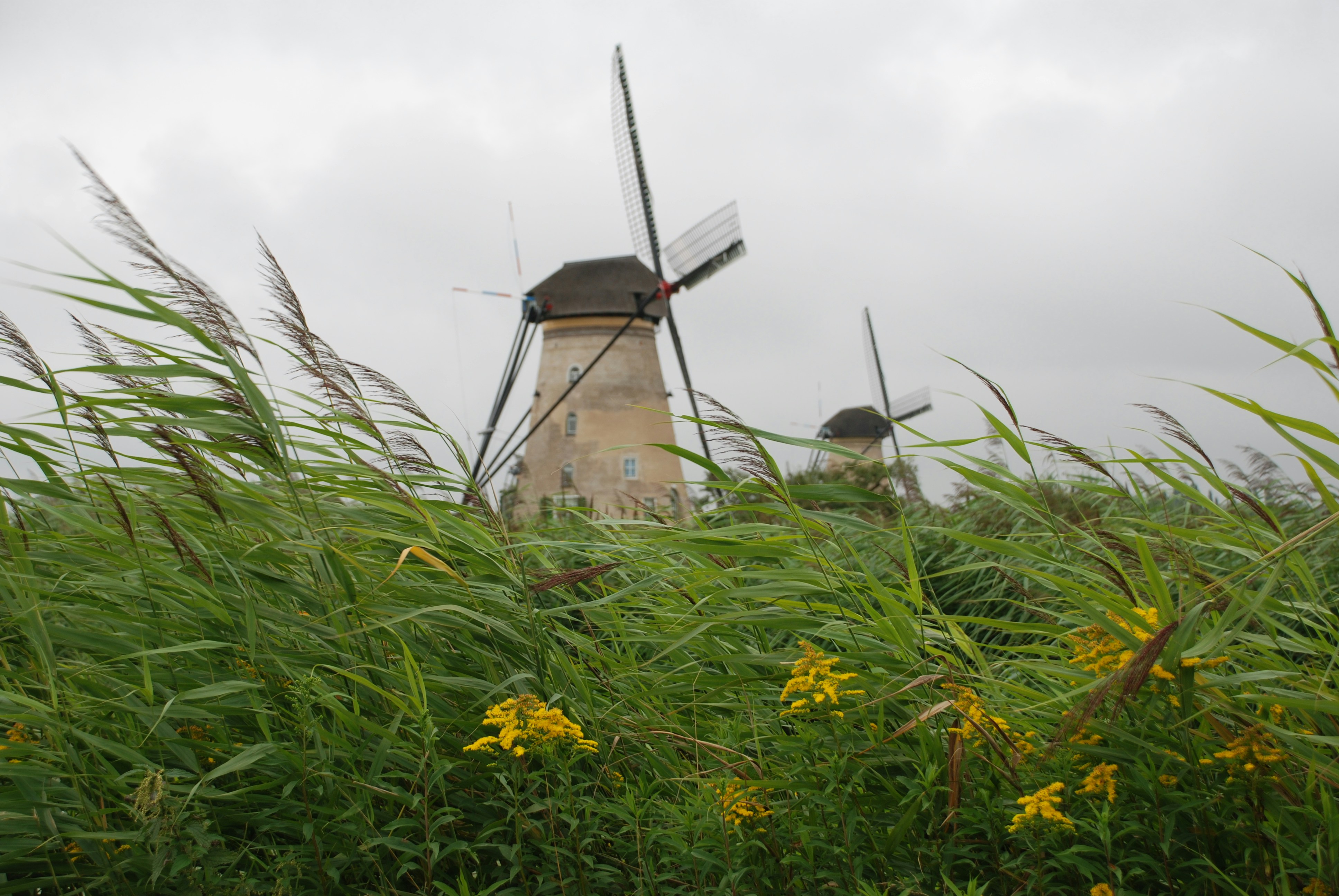 Whispers of the Wind: A Dance with Time
