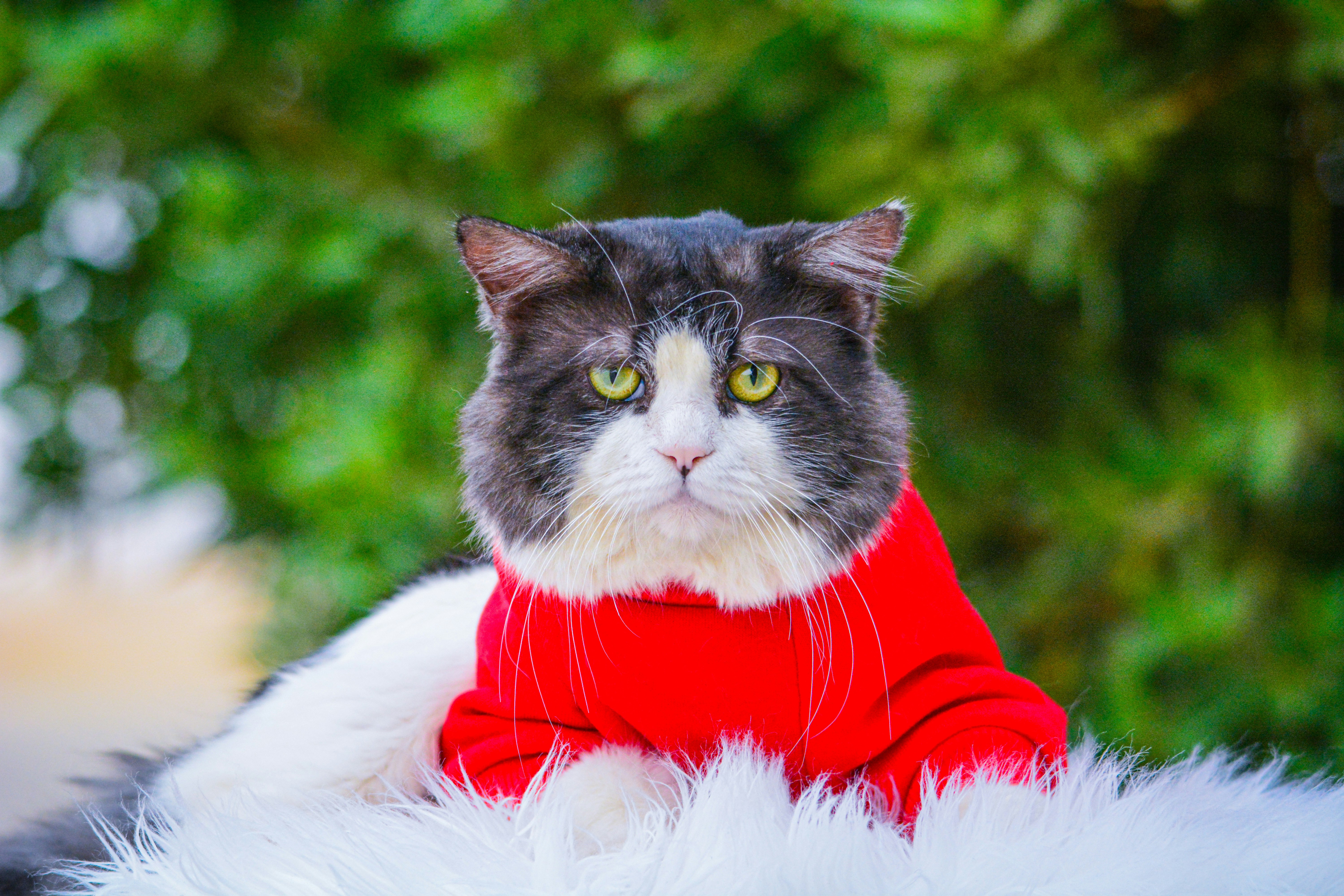 Red-tied Cat Basset: A Portrait of Calm in Velvet Fur