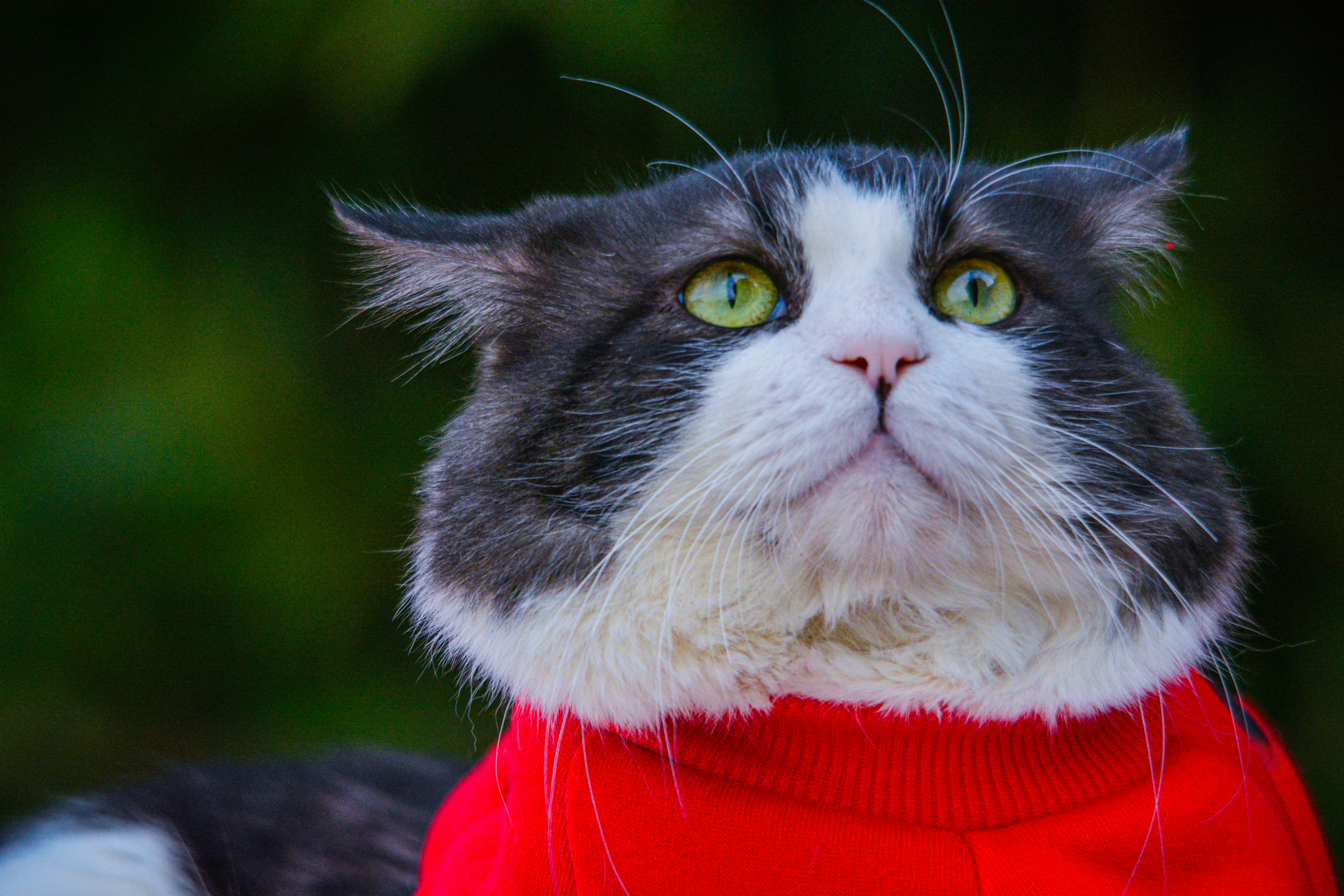 A gray and white cat wearing a red sweater photo – Free Cat Image on ...