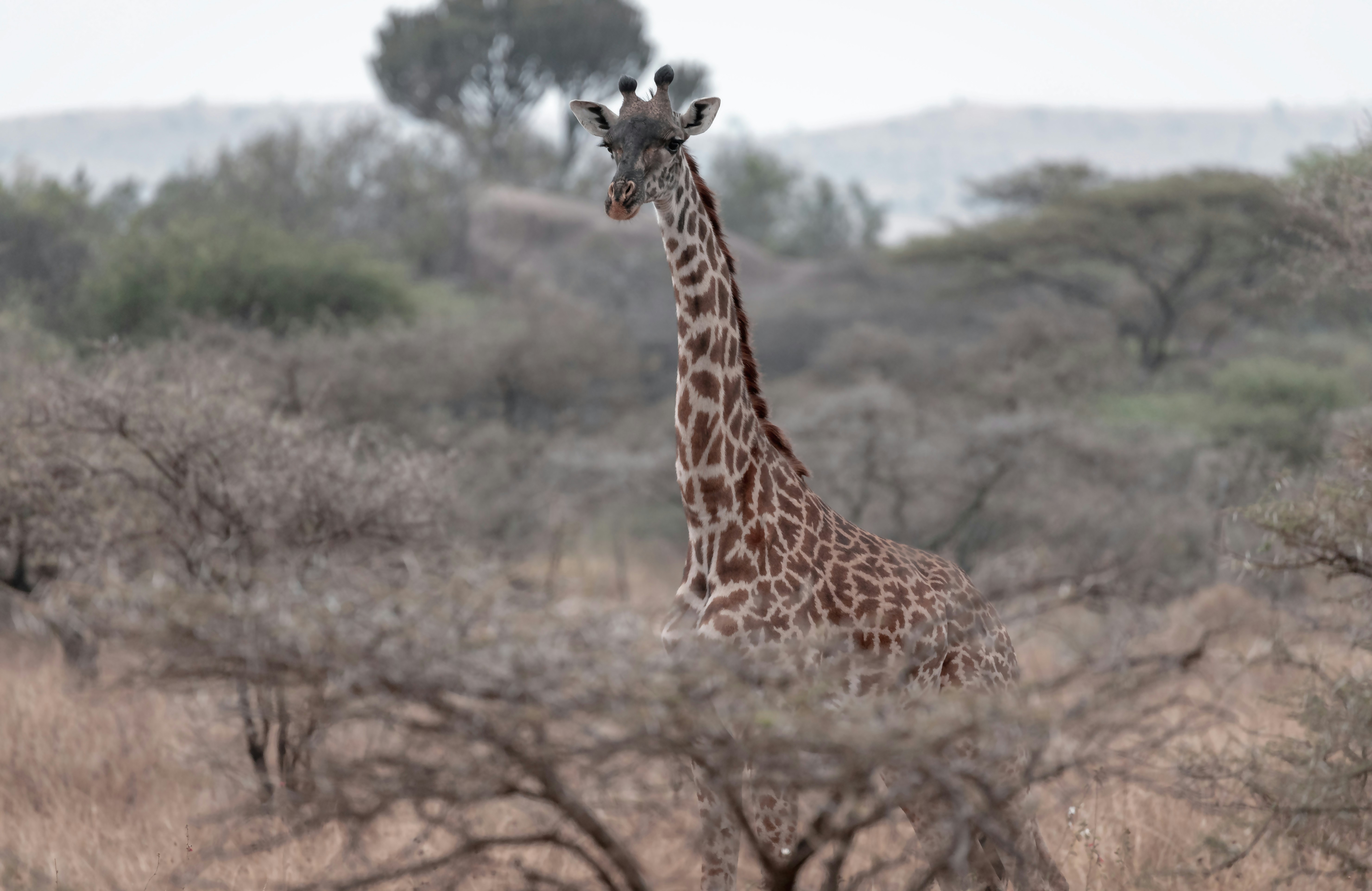 A giraffe stands tall amidst sparse vegetation in a tranquil savanna landscape, showcasing its elegant form against a muted backdrop.
