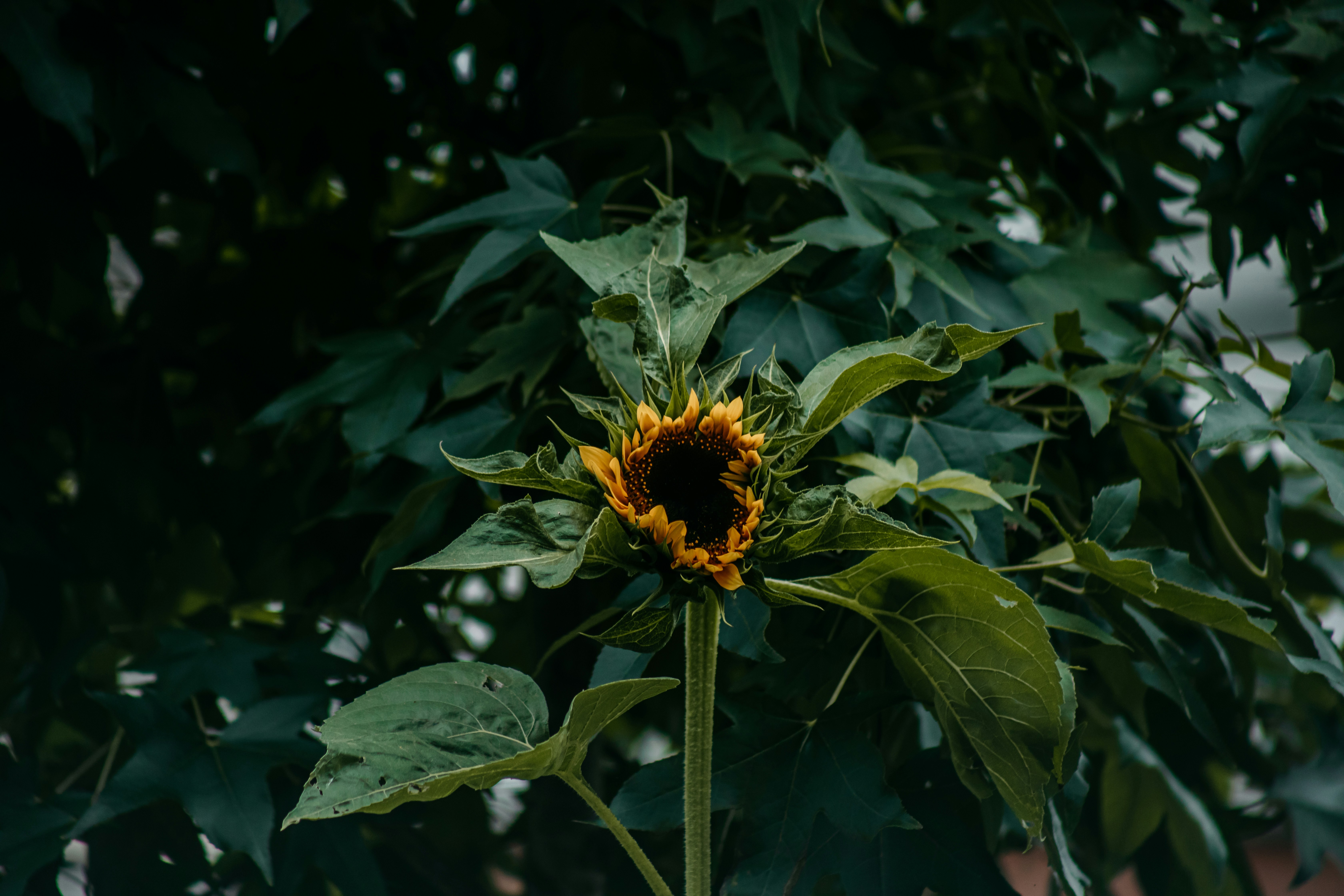 Sunflower with drooping petals surrounded by lush green leaves.
