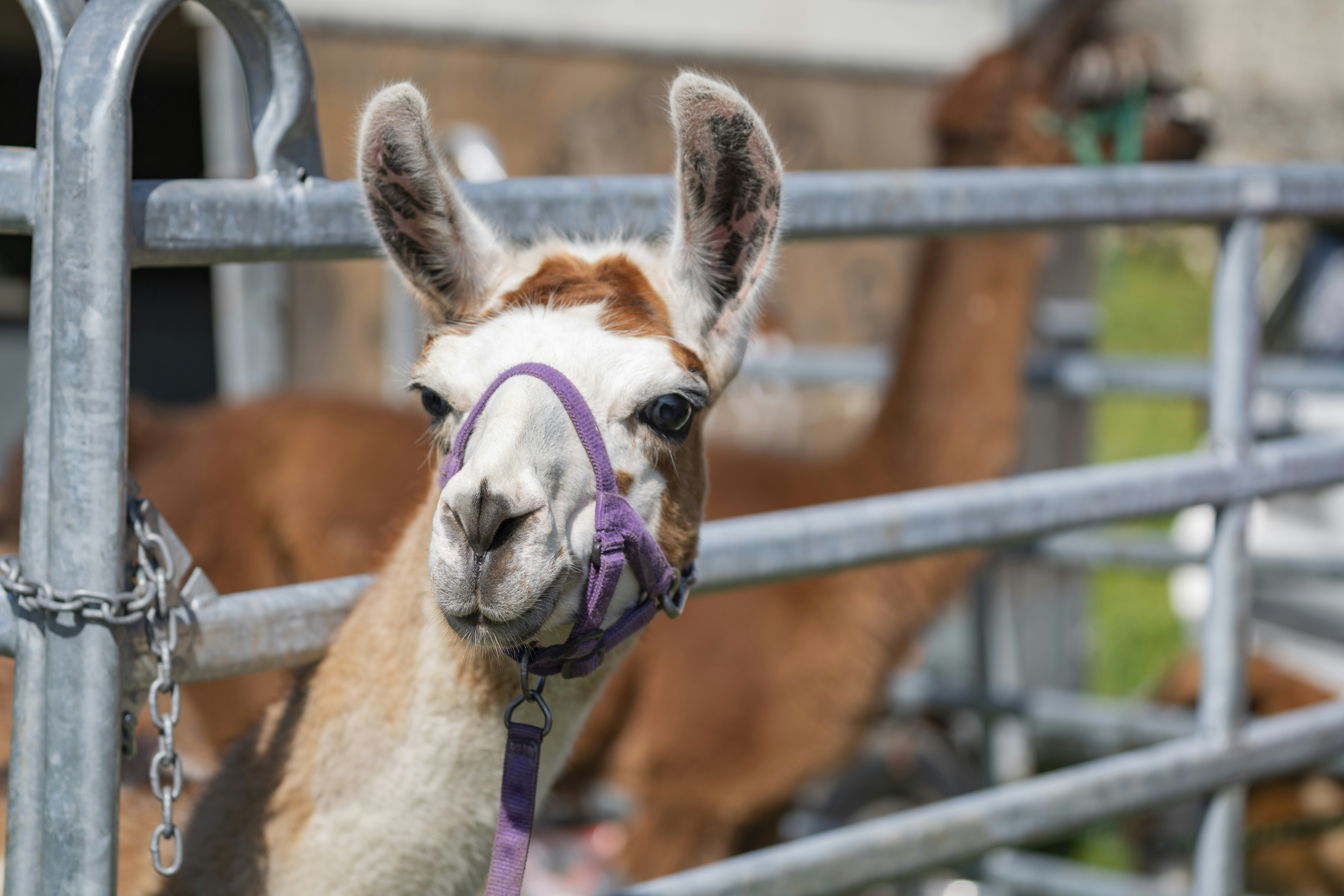 Inquisitive Llama at the Gate: A Close-Up in the Barnyard