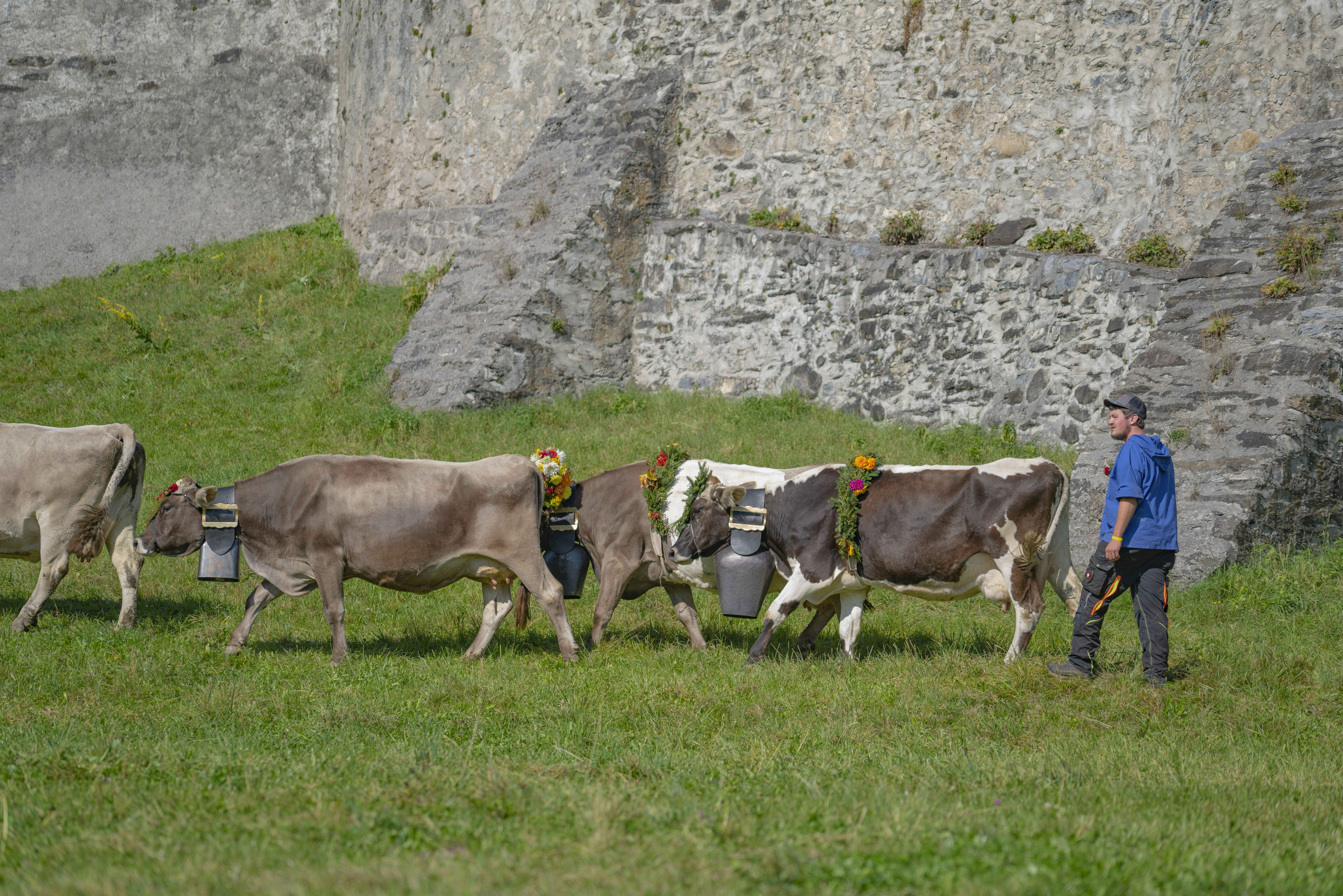 A man leading a herd of cows across a lush green field photo – Free ...