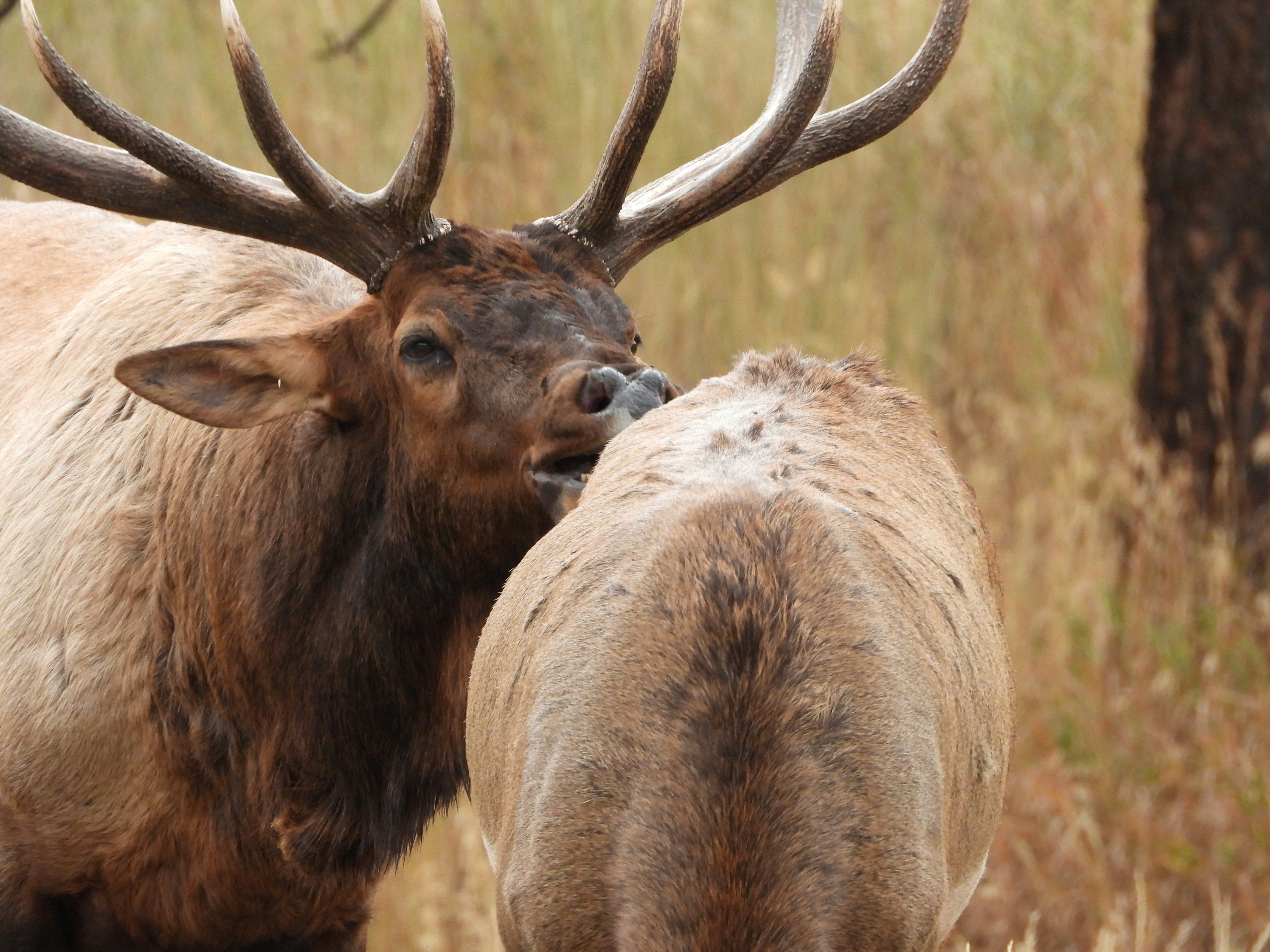 A couple of deer standing next to each other photo – Free Elk Image on ...
