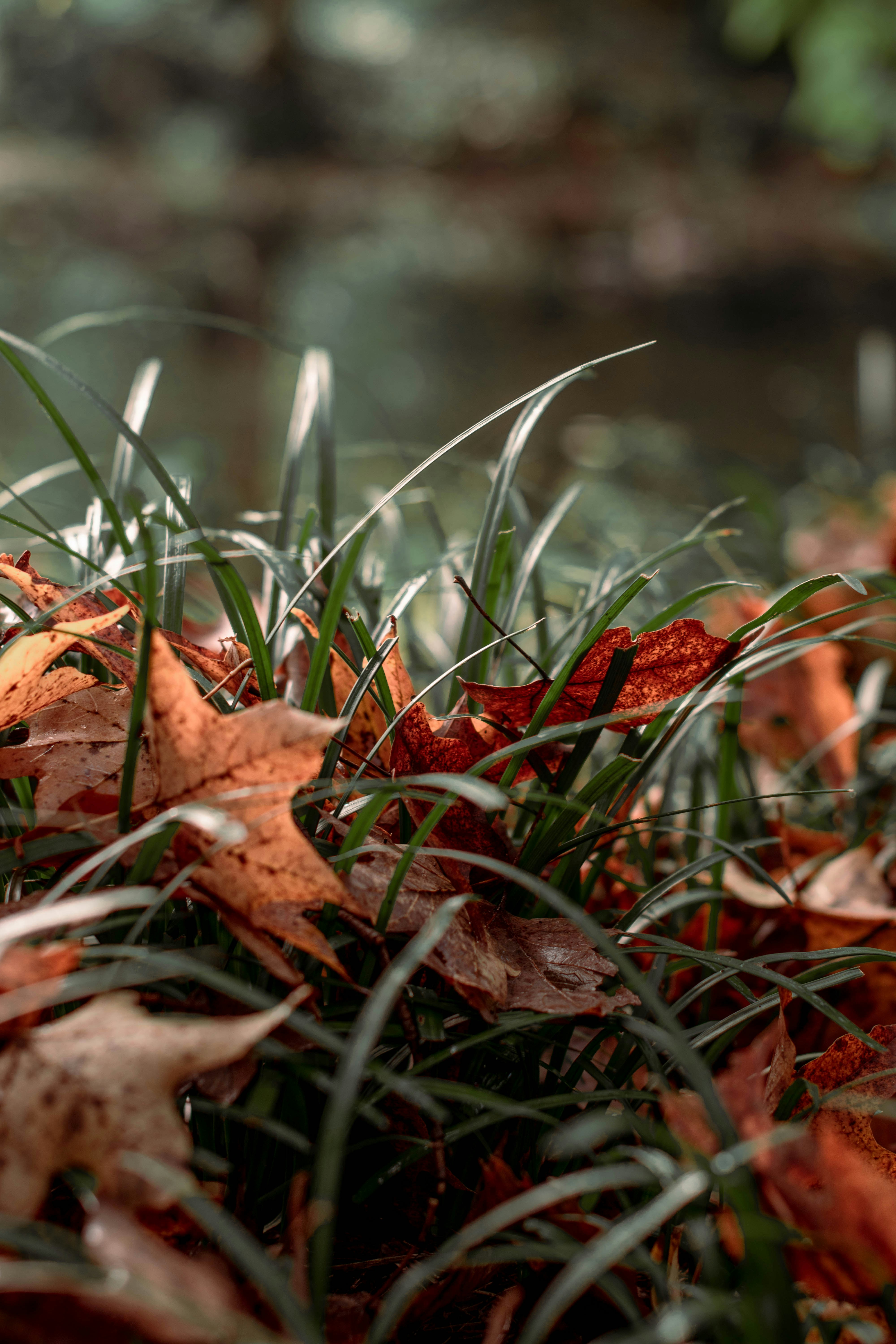 Autumn's Fringe: Leaves Weave Through Emerald Grass by a Quiet Pond