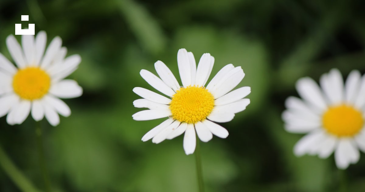 Un groupe de fleurs blanches et jaunes dans un champ photo – Photo ... Un groupe de fleurs blanches et jaunes dans un champ photo – Photo ...
