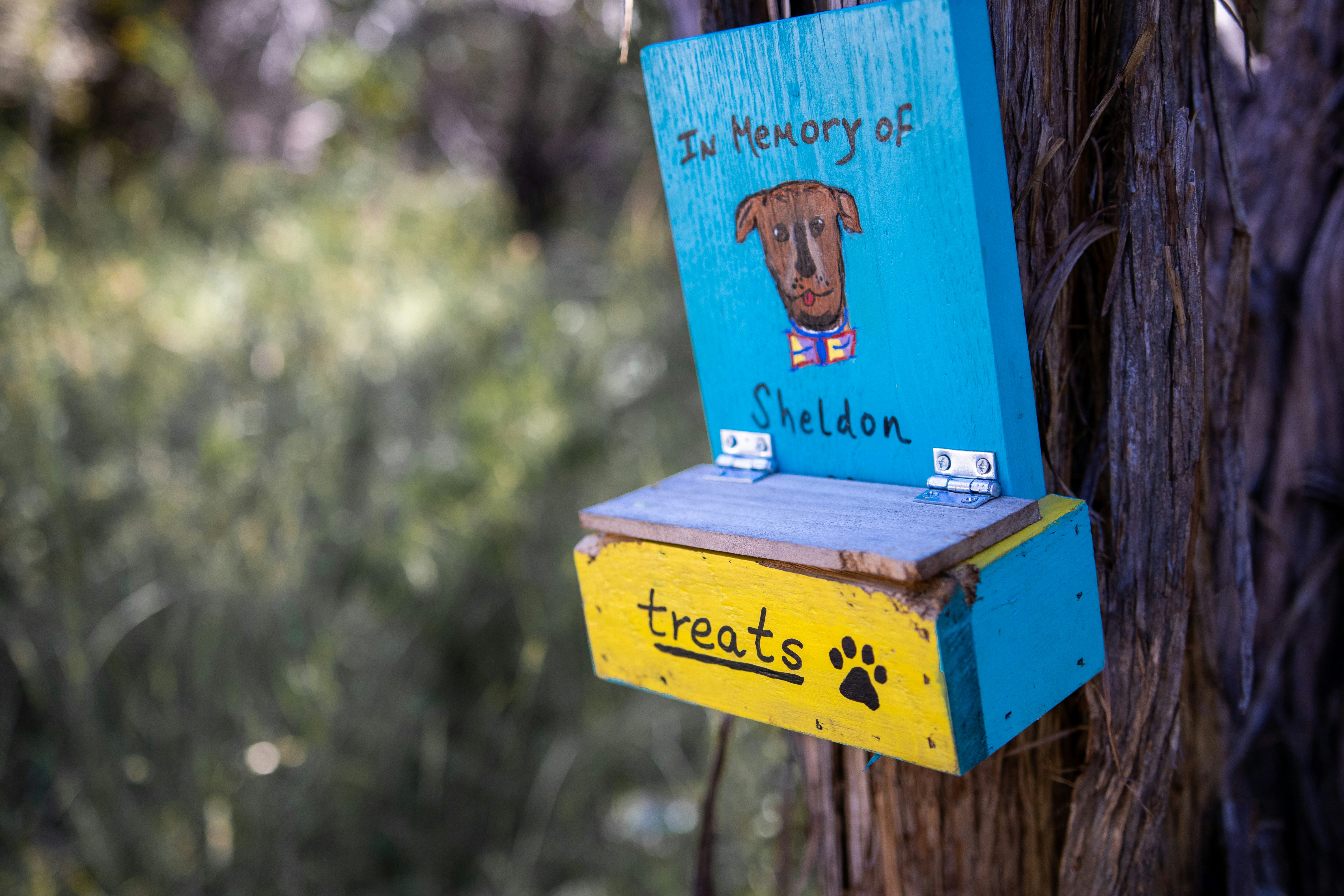 Blue memorial mailbox for a dog named Sheldon perched on a tree