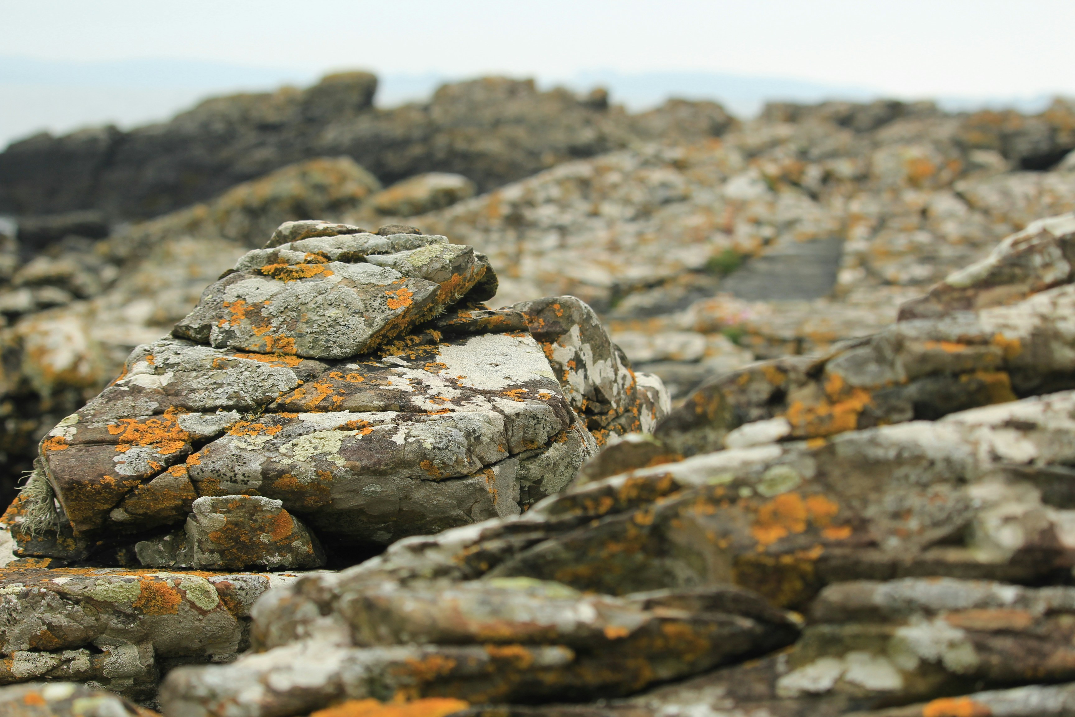 Lichen-streaked granite on a windswept shoreline