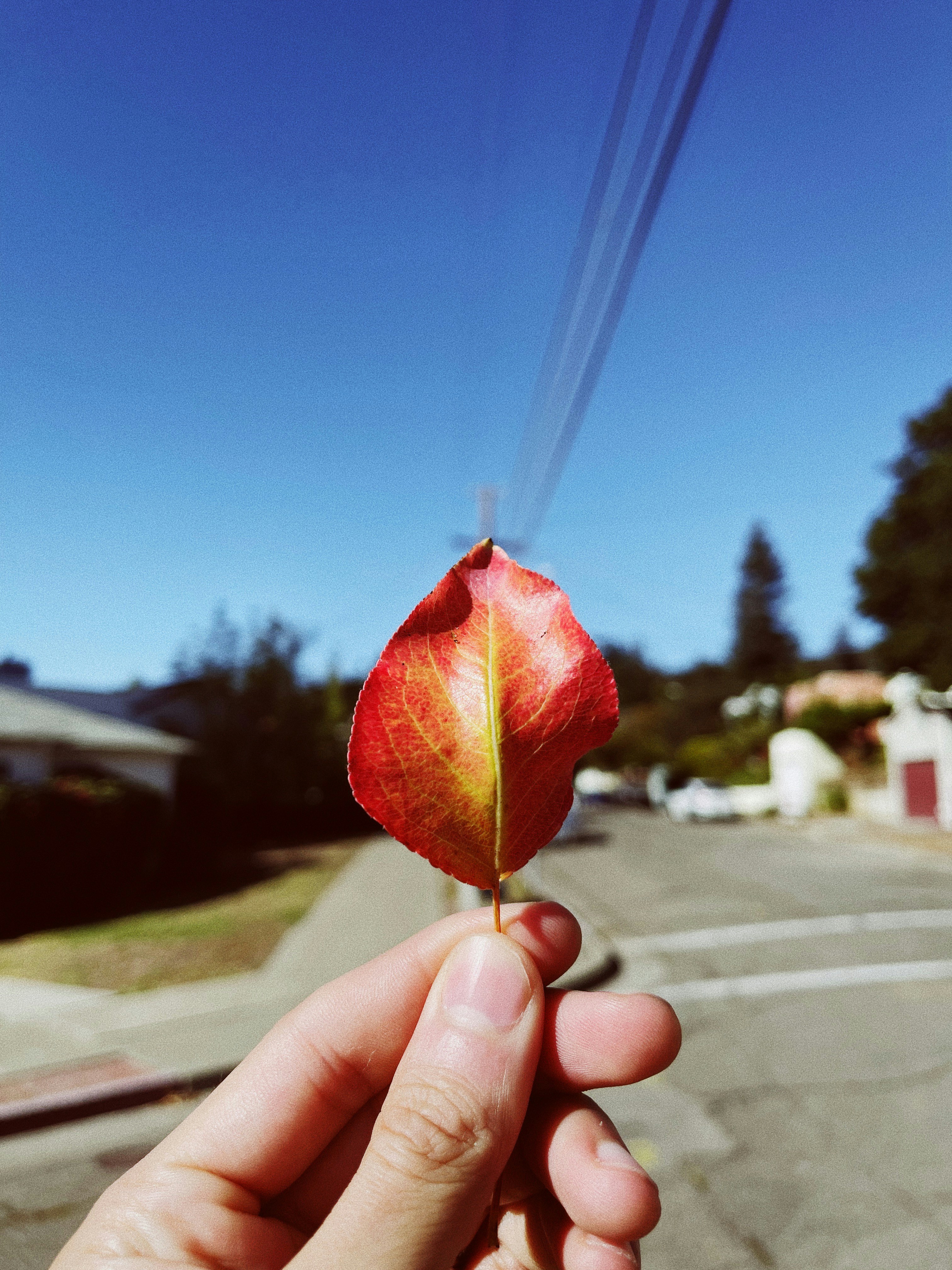 Crimson Leaf in Focus: A Moment of Color Against a Suburban Sky