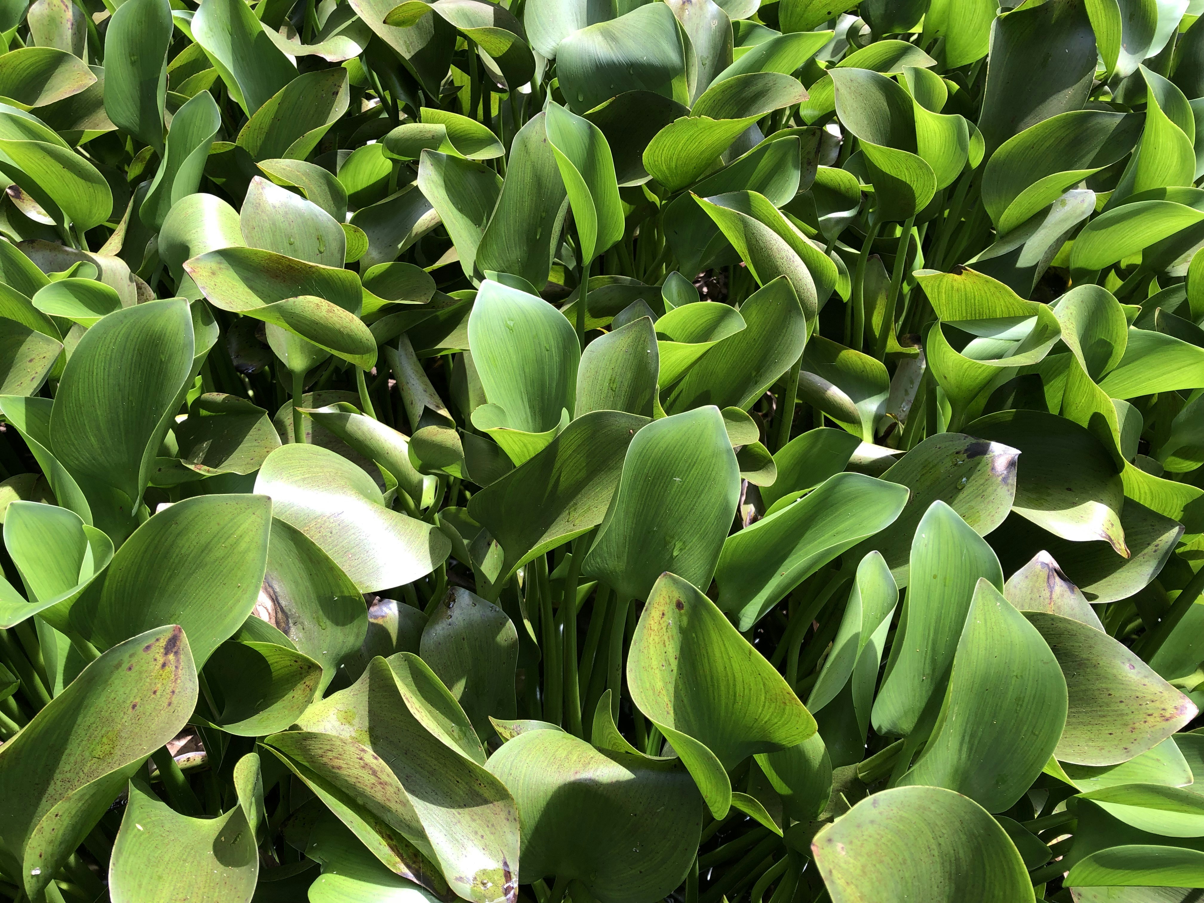 Emerald Mosaic: Dense Leaves in a Sunlit Close-Up