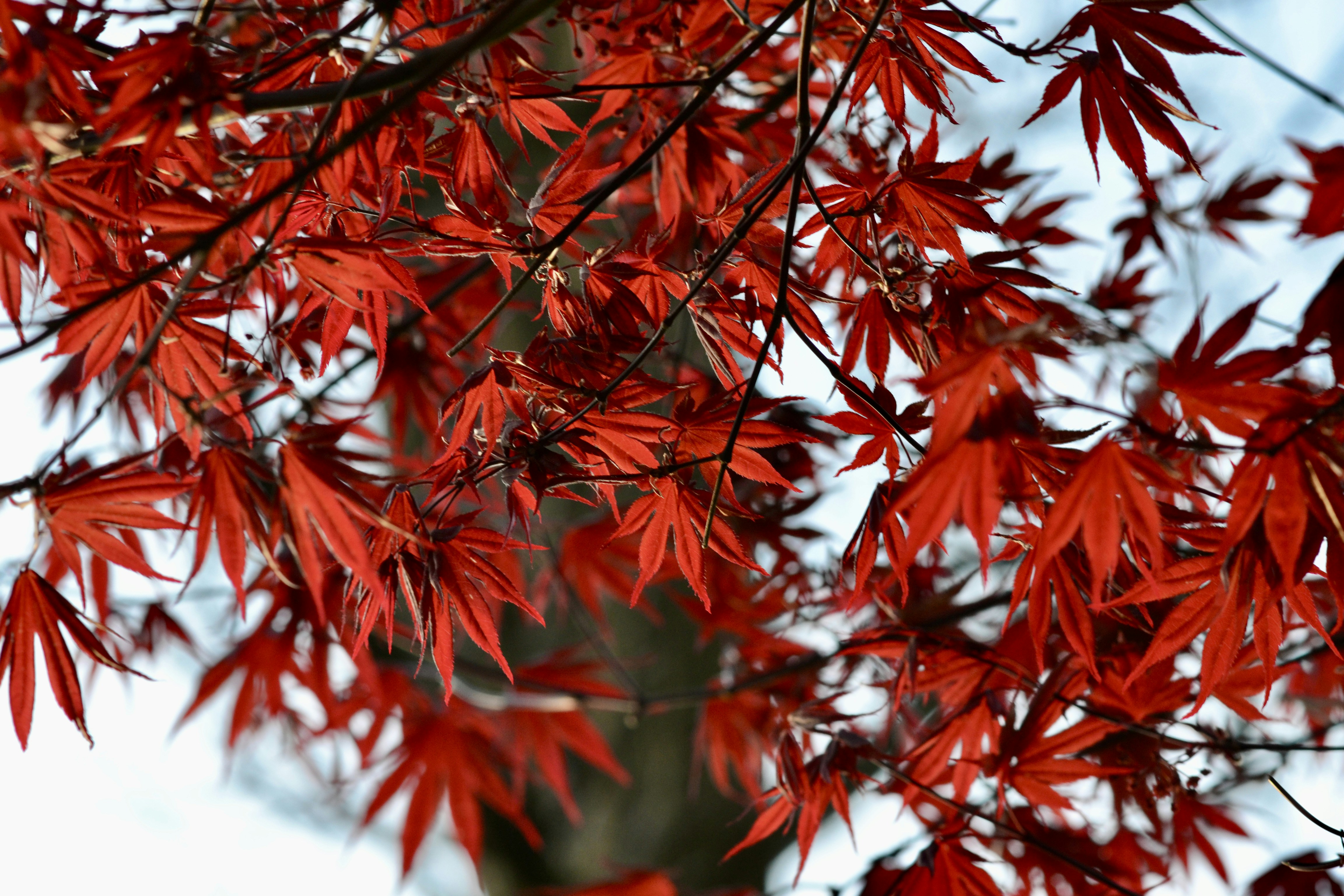 Un arbre avec des feuilles rouges dessus photo – Image gratuite de ...