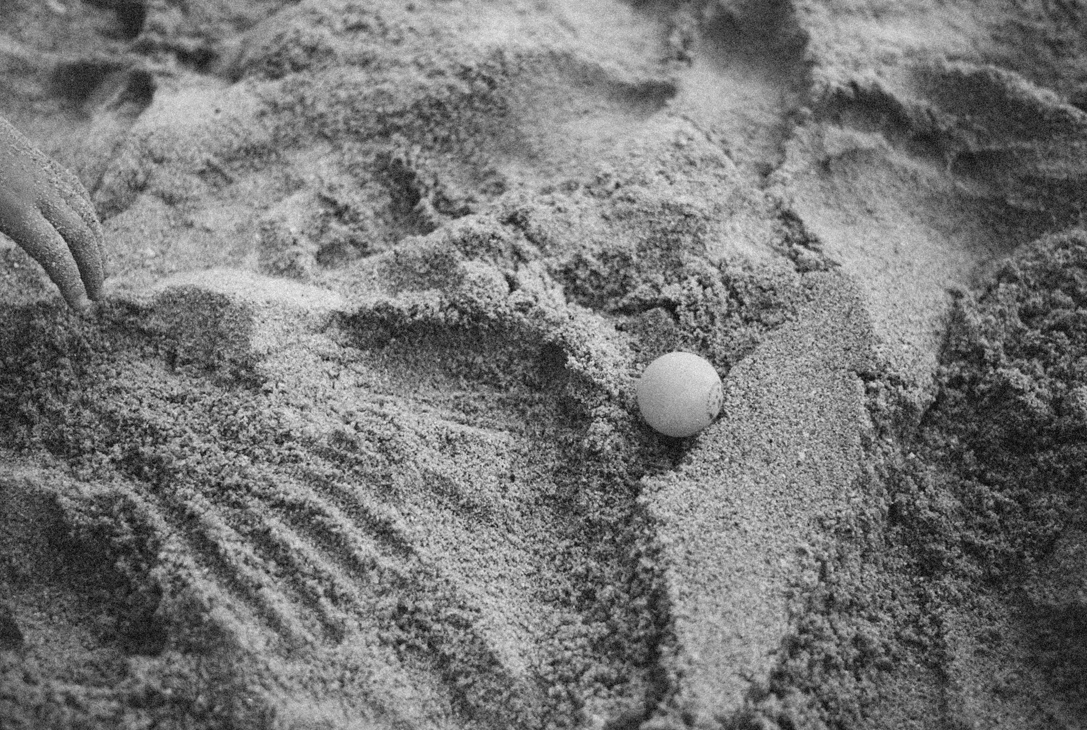 A ball in the sand on a beach photo – Free Nature Image on Unsplash