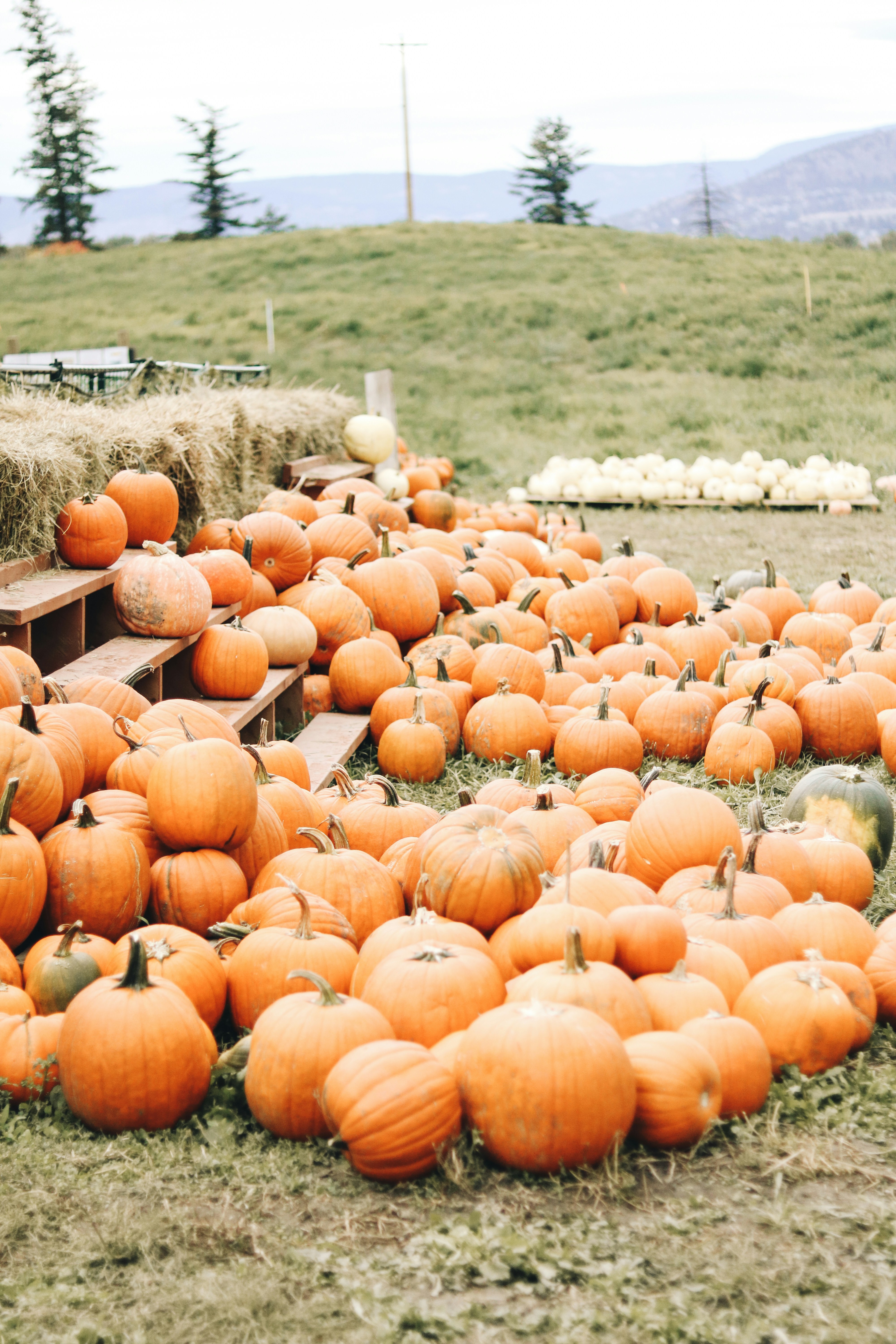 Fall Pictures Tumblr Pumpkins