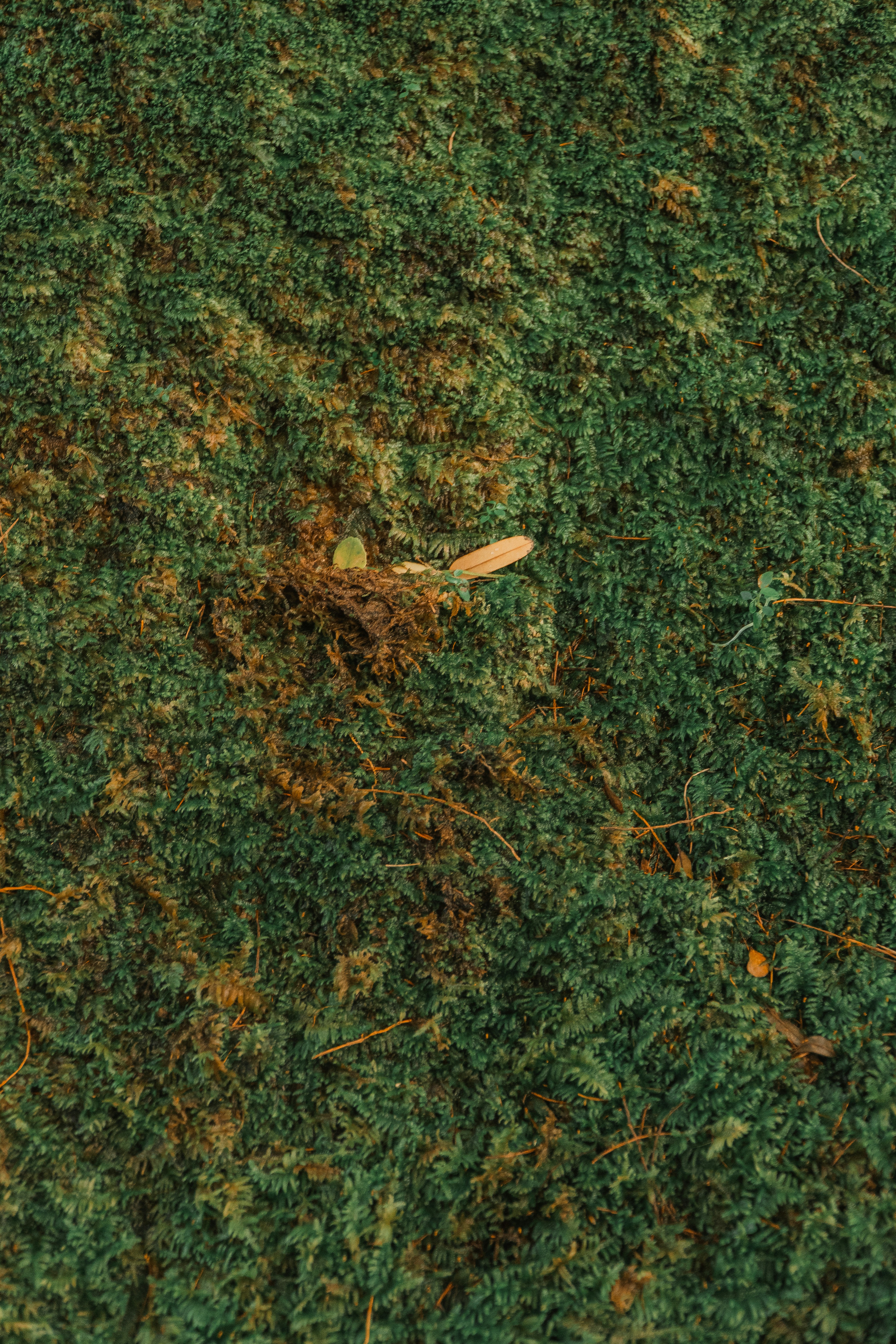 Amber Leaf Resting on Velvet Moss: A Quiet Forest Moment
