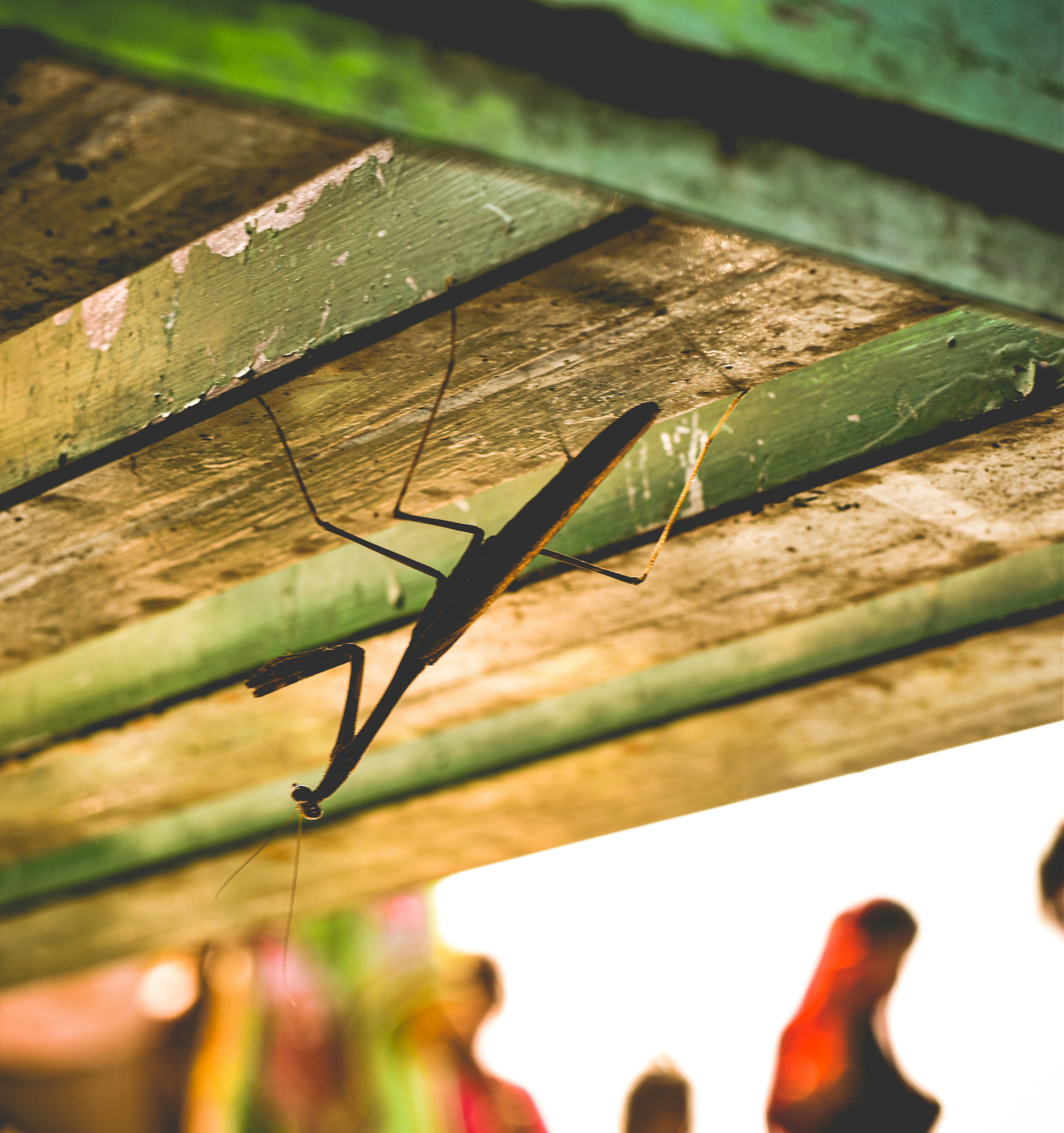 Praying mantis clinging to wooden beams, with blurred figures in the background suggesting a lively environment. The focus highlights the insect's intricate features.