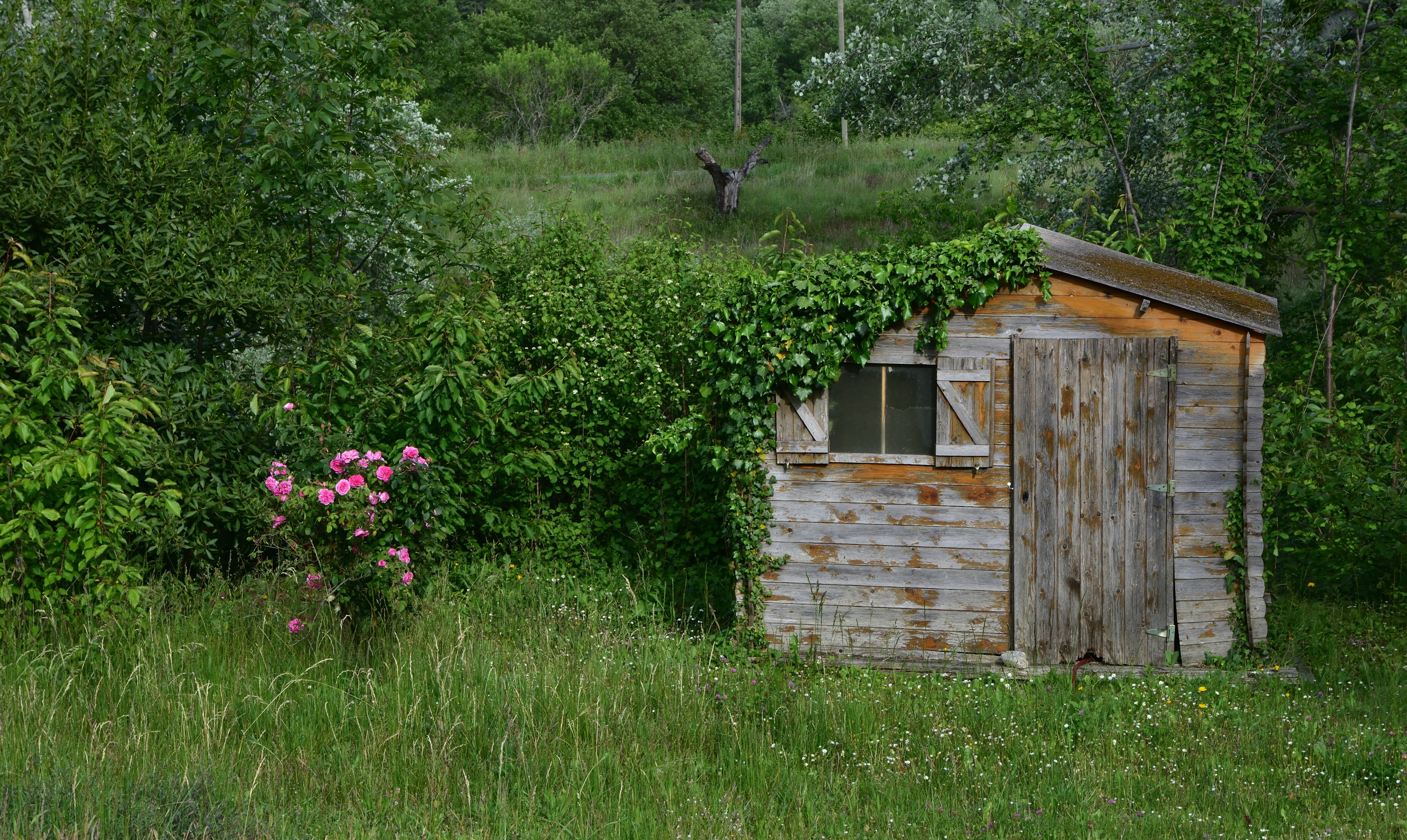 Foto Una letrina en medio de un campo cubierto de hierba – Imagen ...