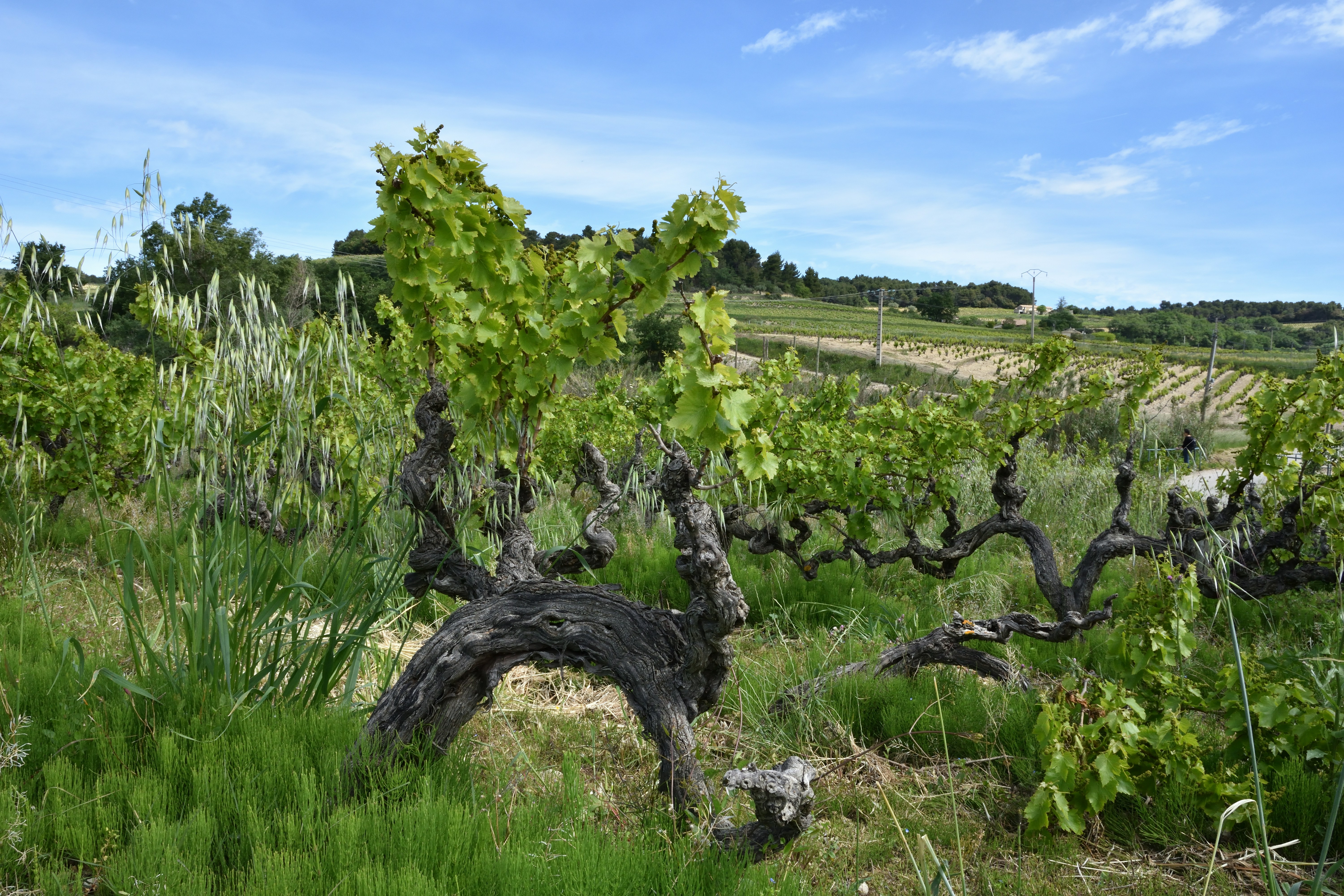A bunch of trees that are in the grass photo – Free Provence Image on ...