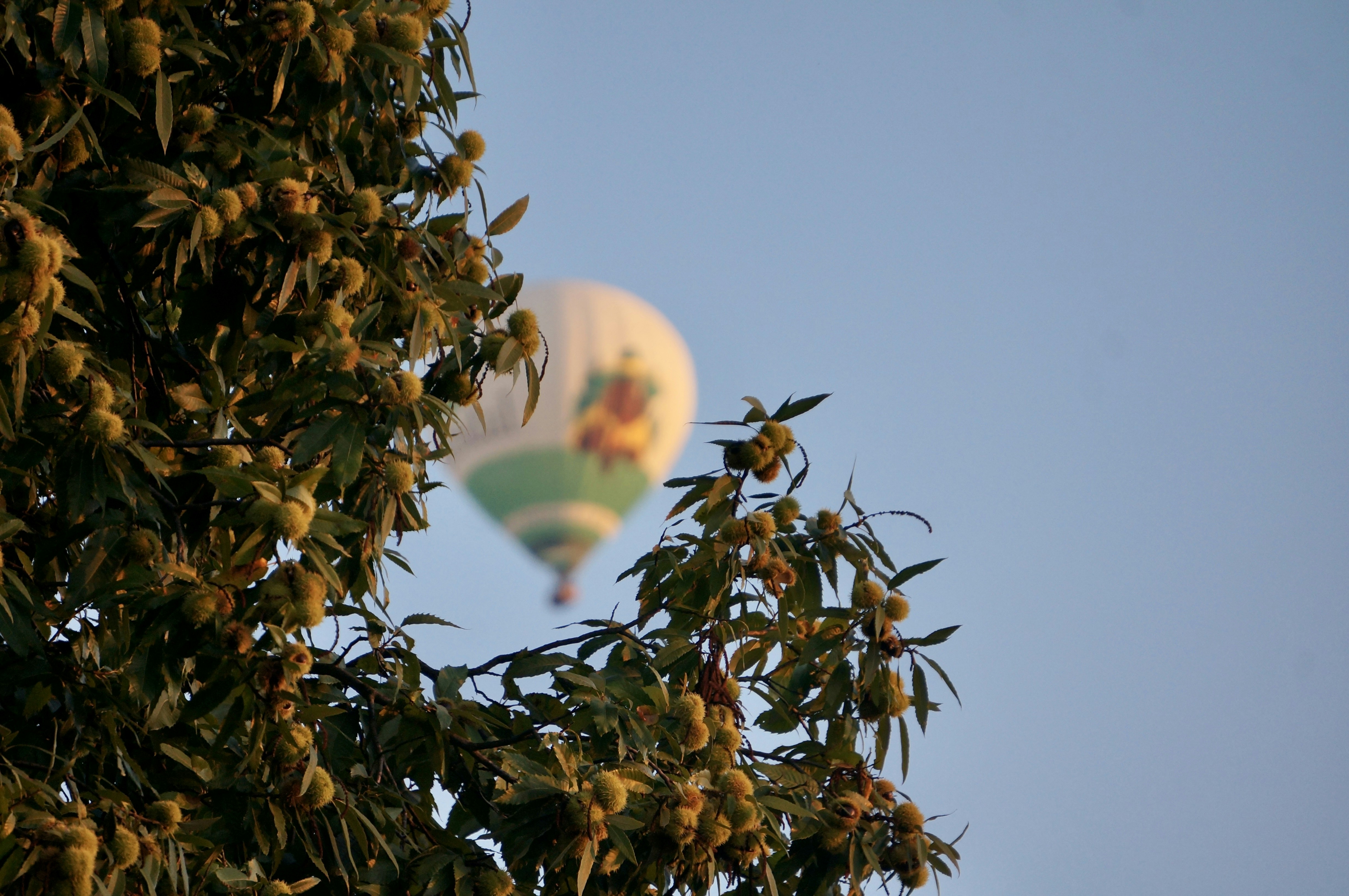 Balloon Rising Behind a Framed Citrus Orchard
