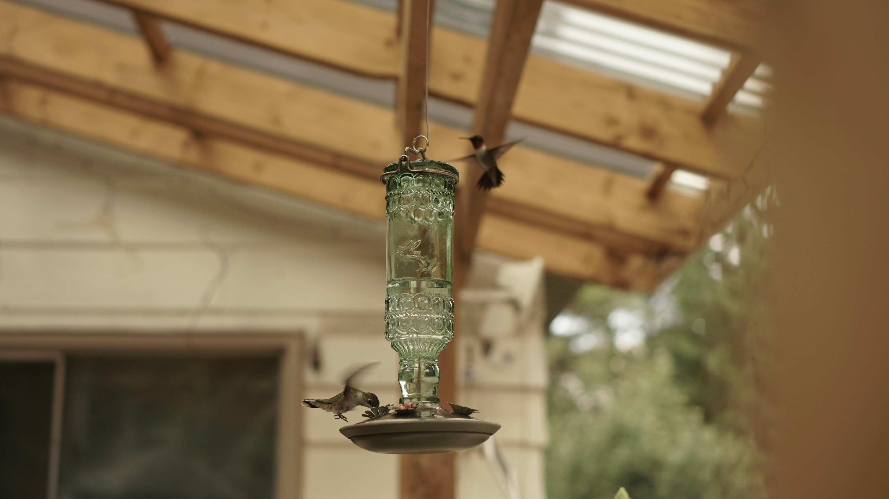 Hummingbird Haven: A Dance of Wings
