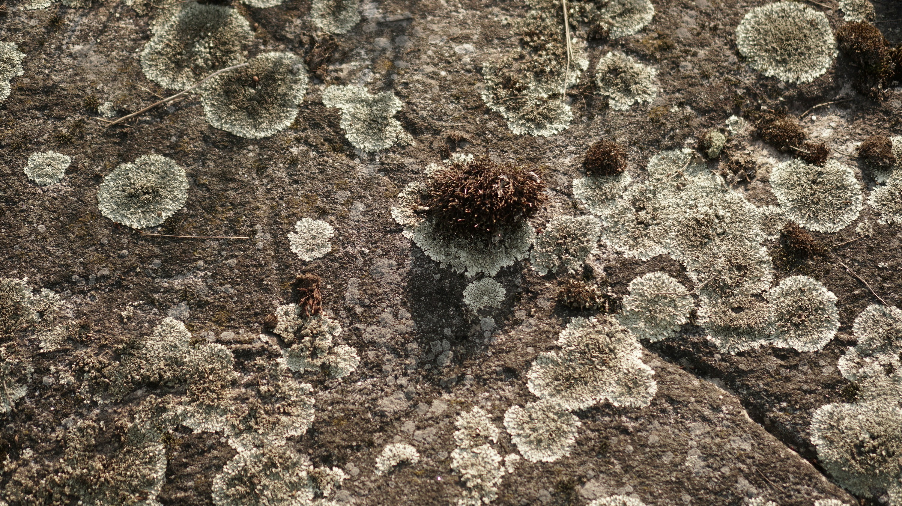 Close-up view of various lichen patterns on a rock surface, showcasing intricate textures and natural colors.