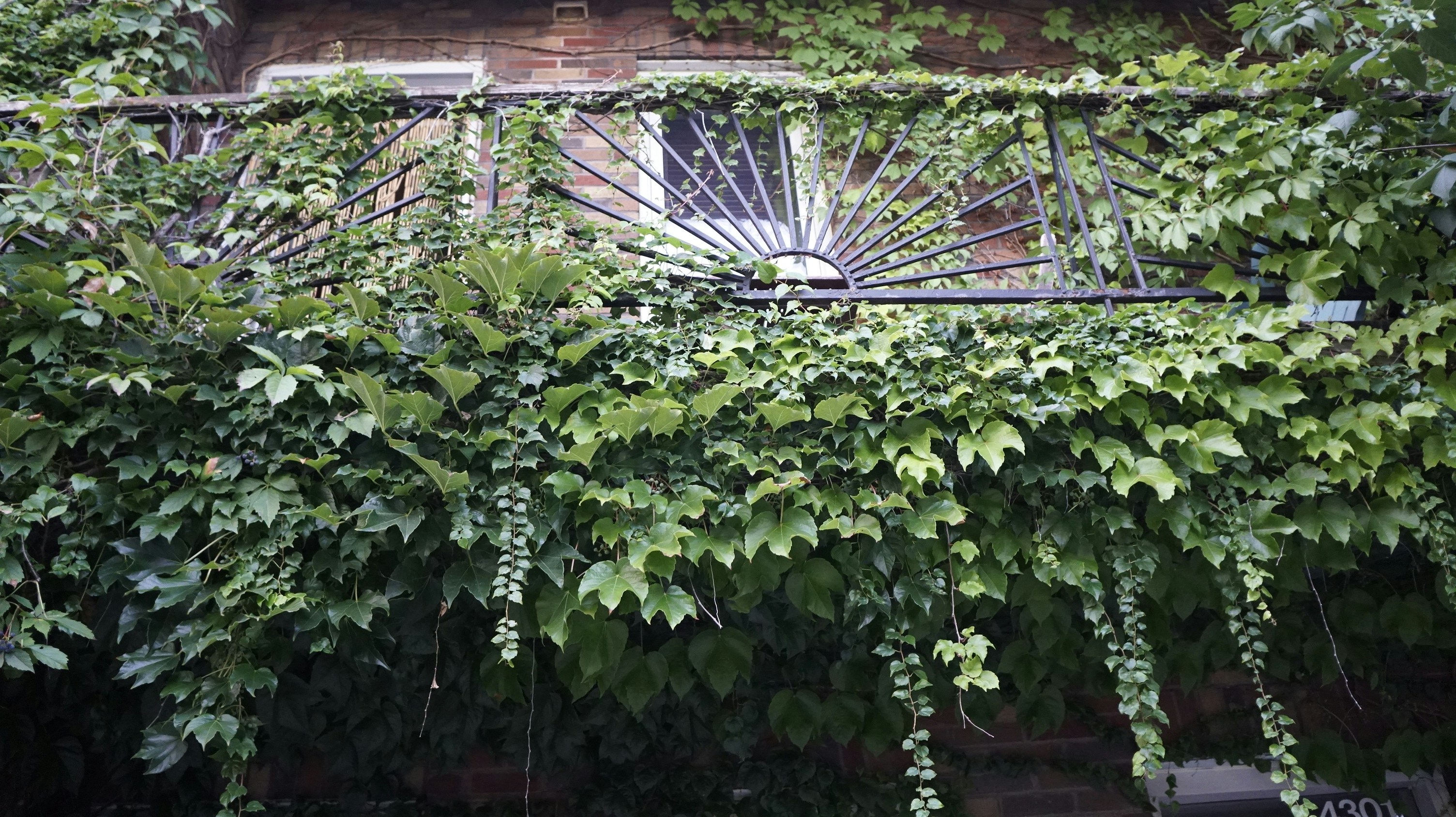A building covered in vines with a window photo – Free Summer Image on ...