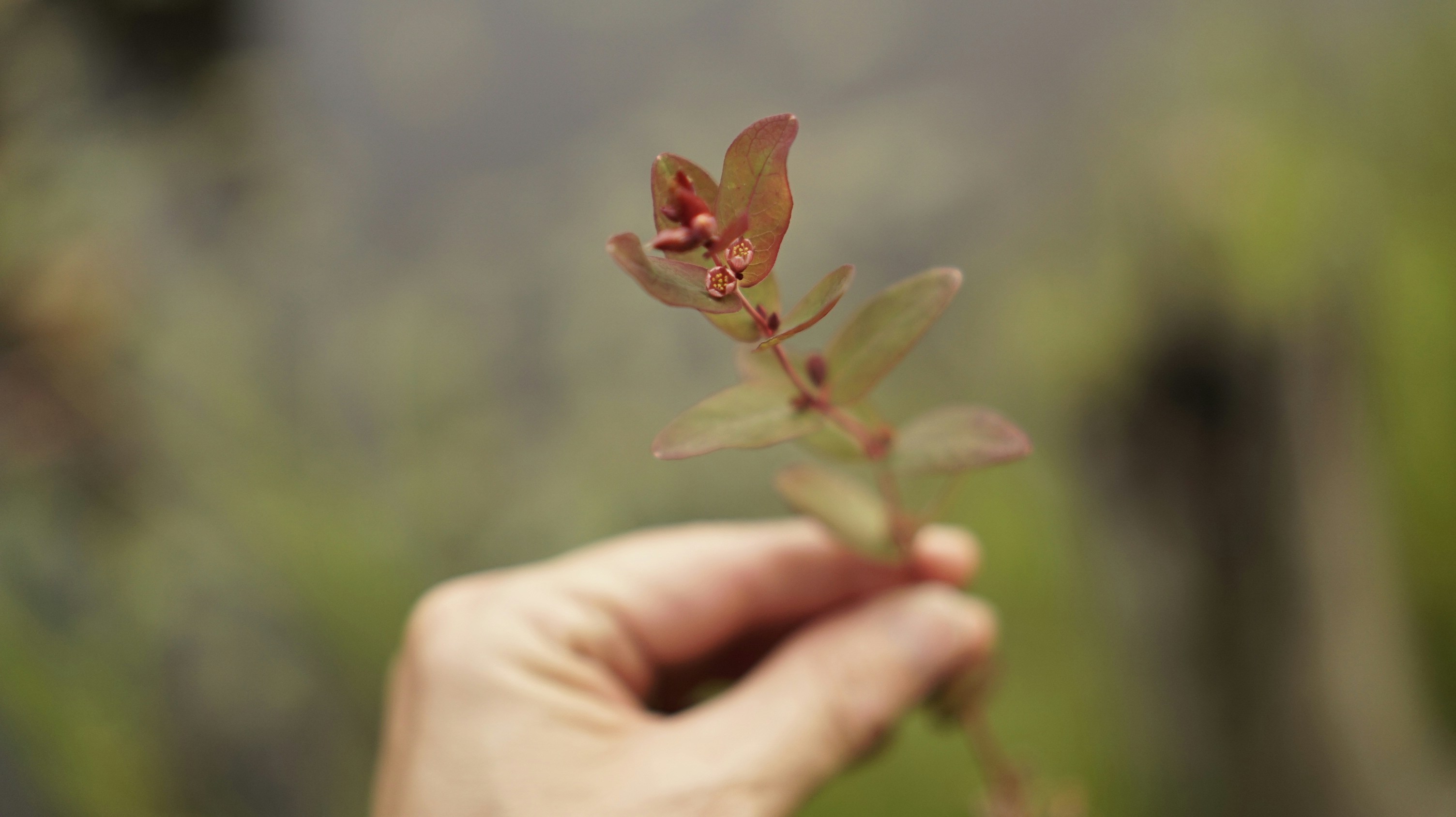 a person holding a small plant in their hand