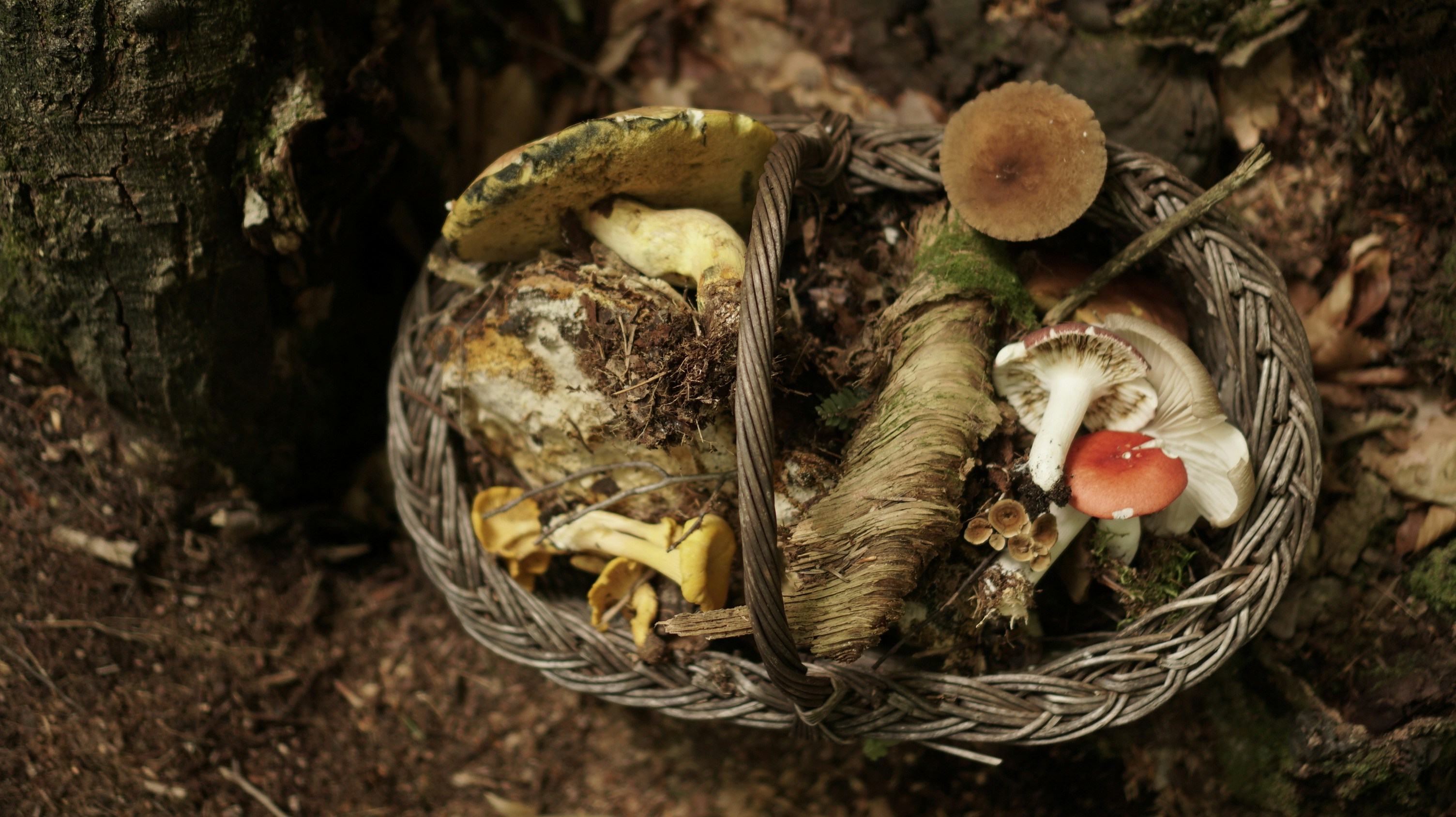 Forest Basket of Foraged Fungi
