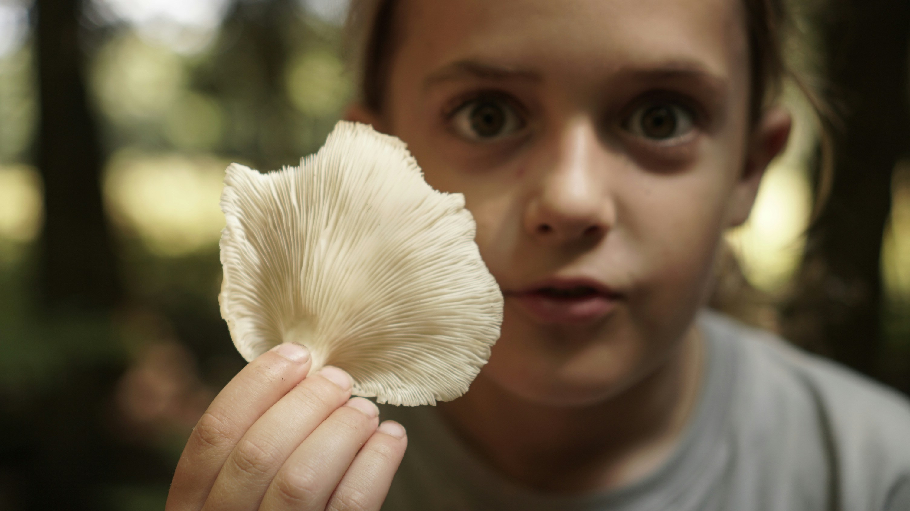Close-Up Mushroom in a Forest Portrait