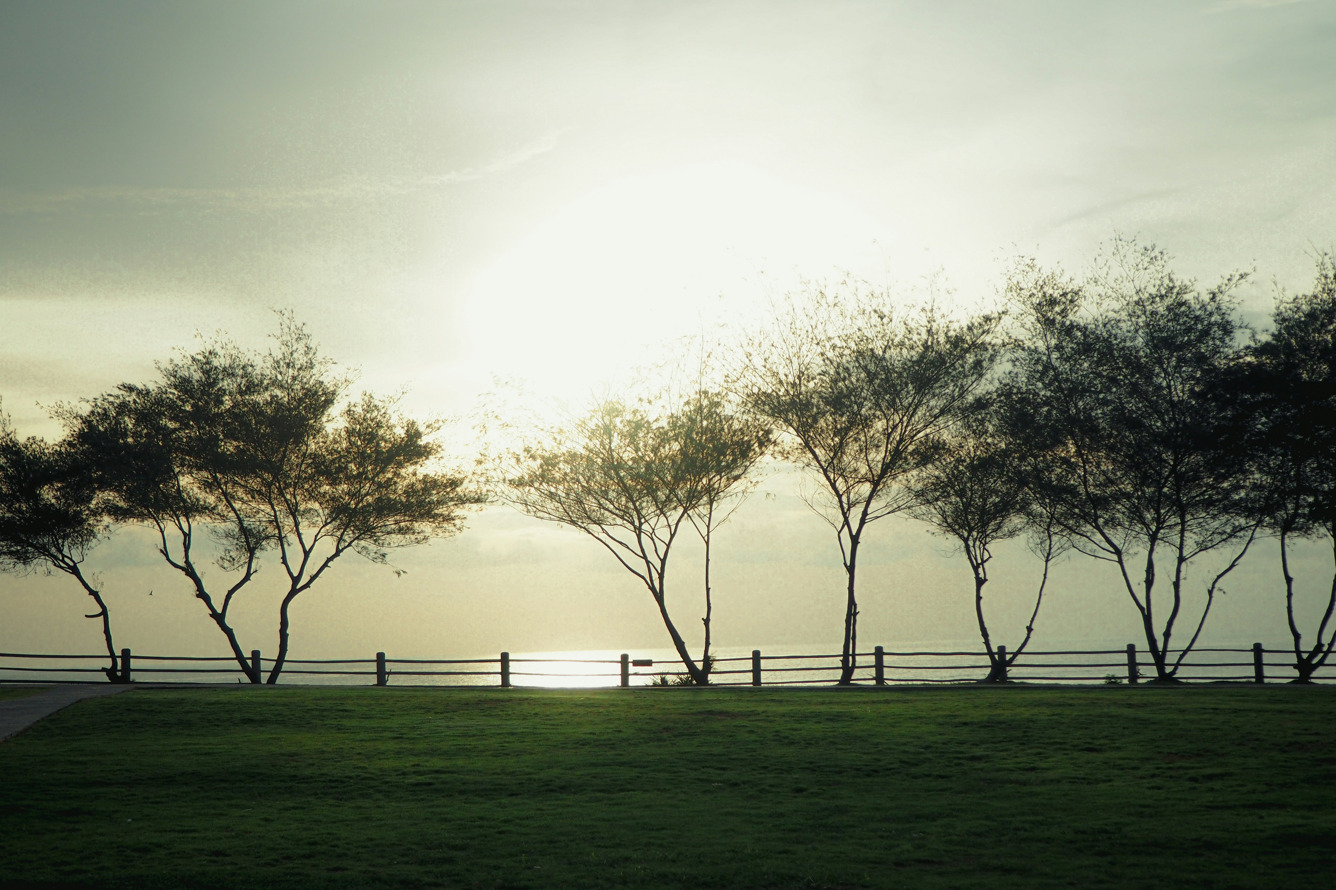 Whispers of Twilight: Nature's Silhouette