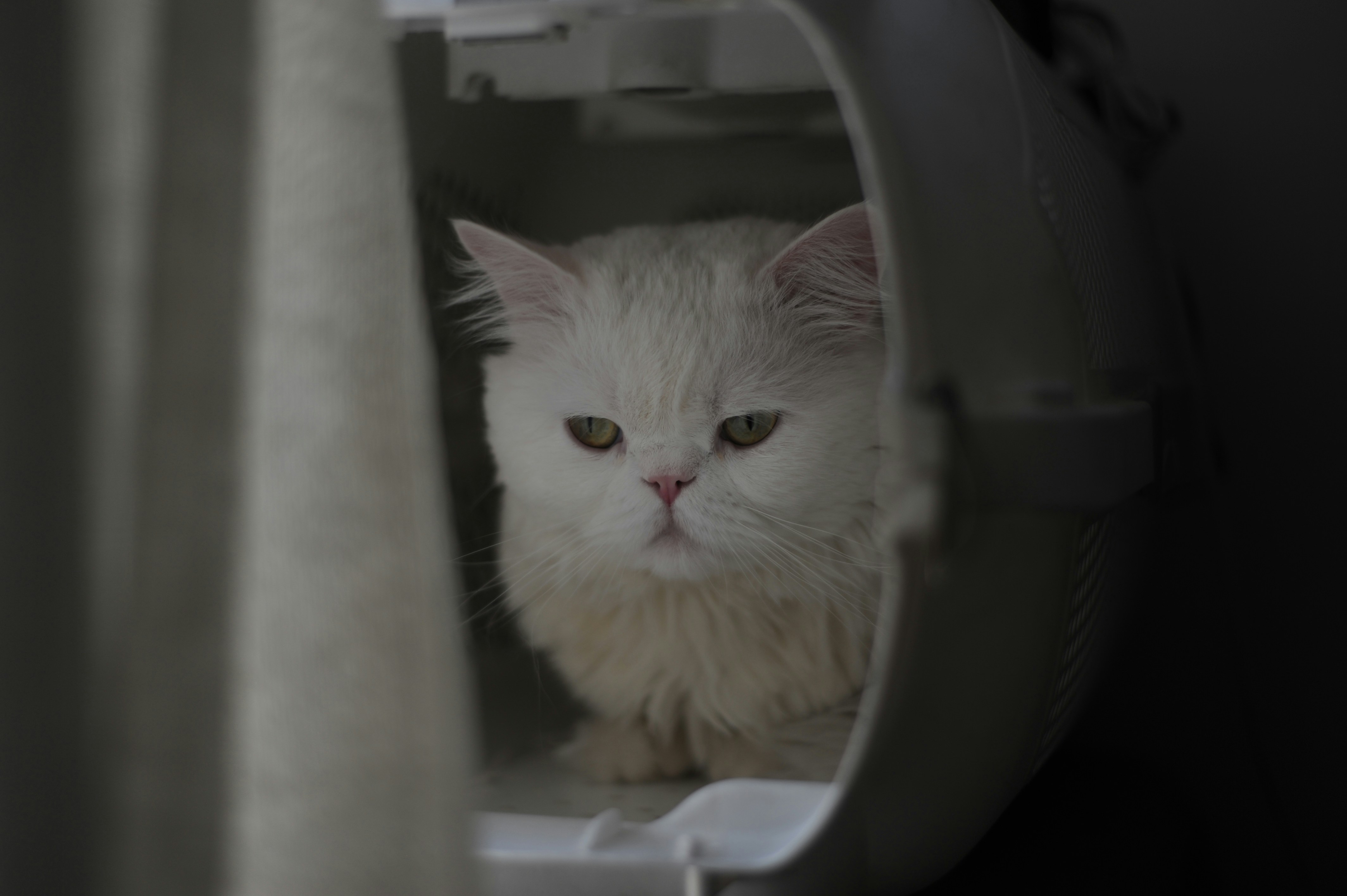 Cat in a Dark Enclosure: Soft Light on a Calm Feline