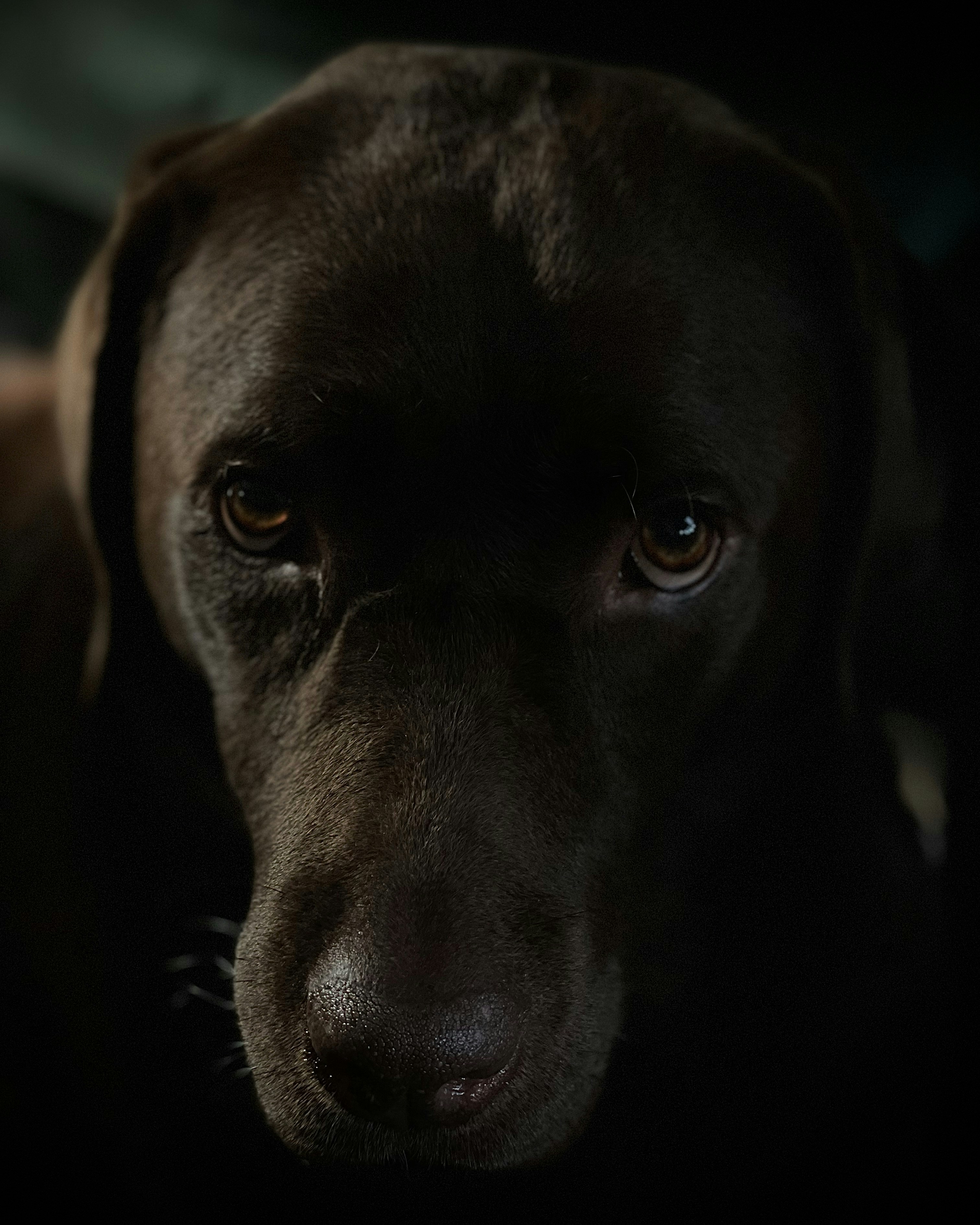 Glimmered Gaze in Low Light: A Labrador's Quiet Intimacy
