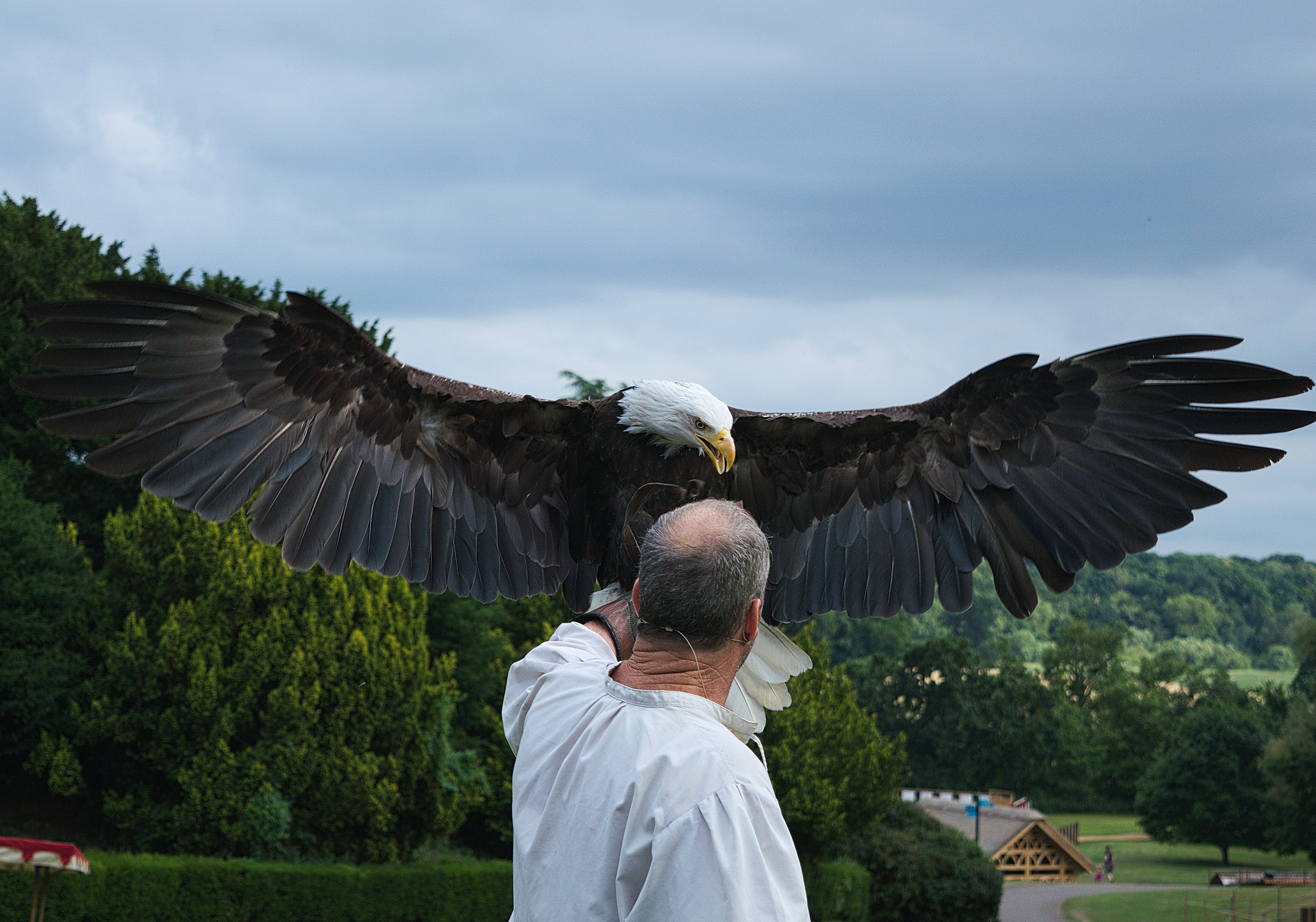 Bald eagle perched on a man's shoulder with wings spread wide against a lush landscape.
